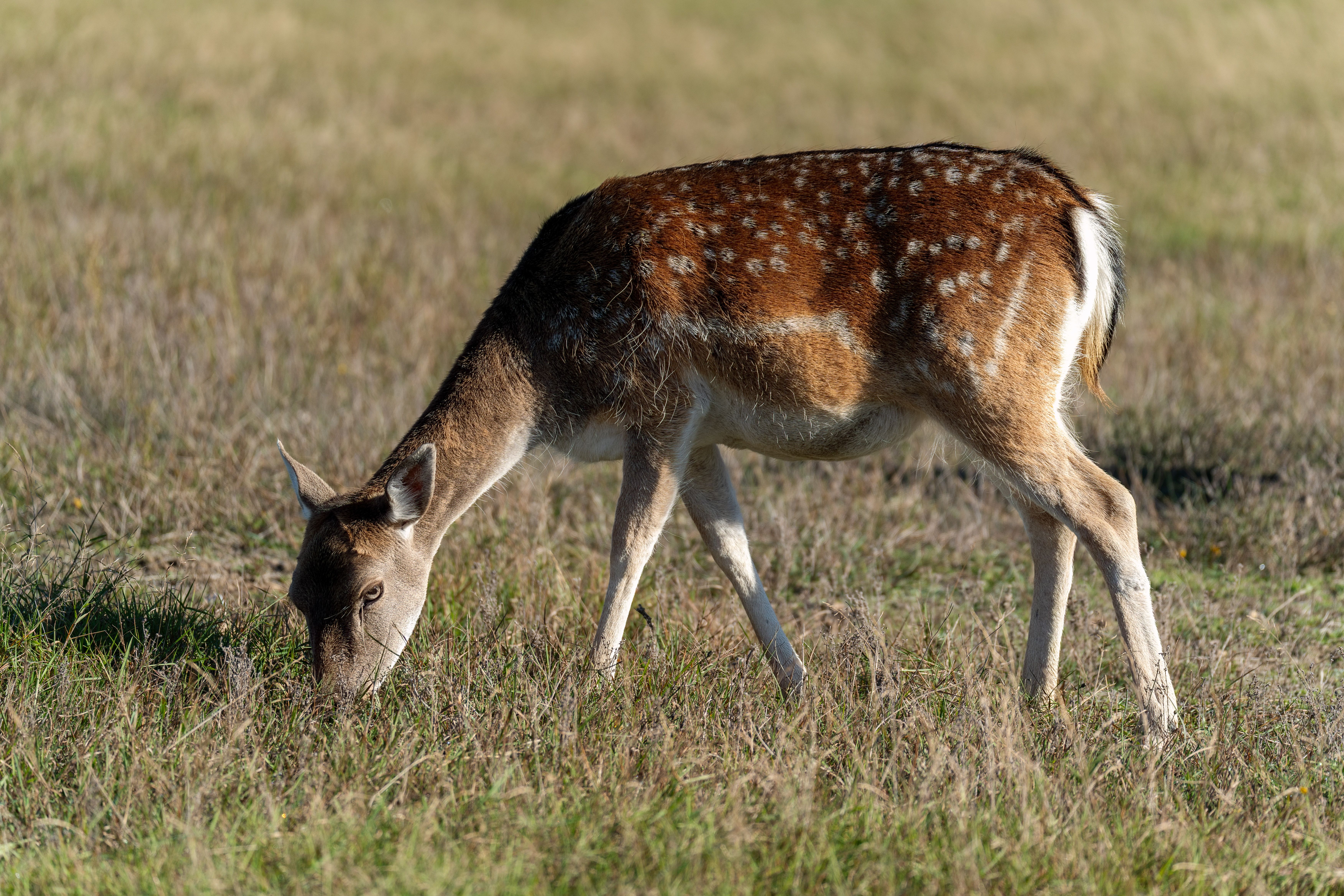 White And Brown Deer · Free Stock Photo