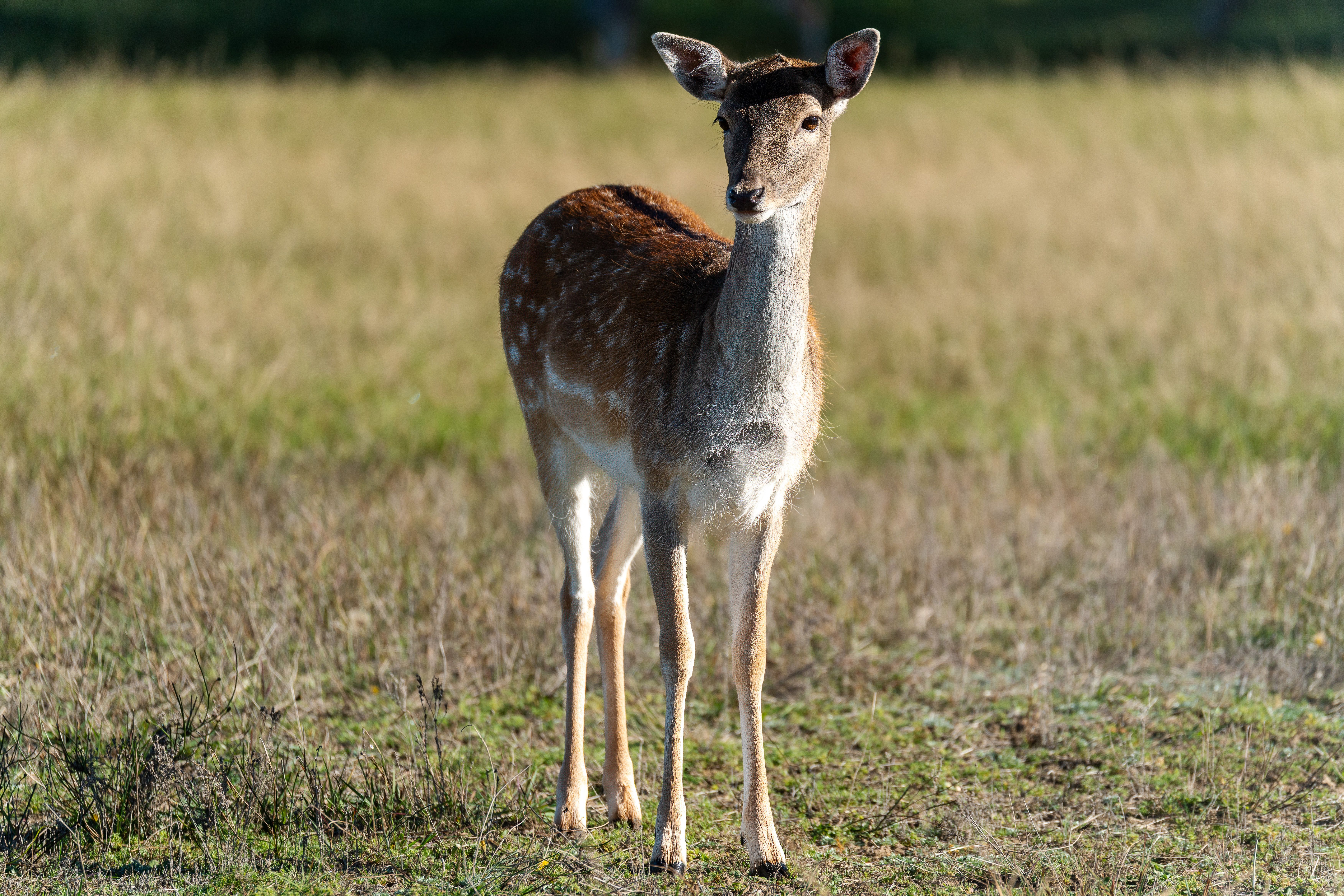 Fawn Photos, Download The BEST Free Fawn Stock Photos & HD Images