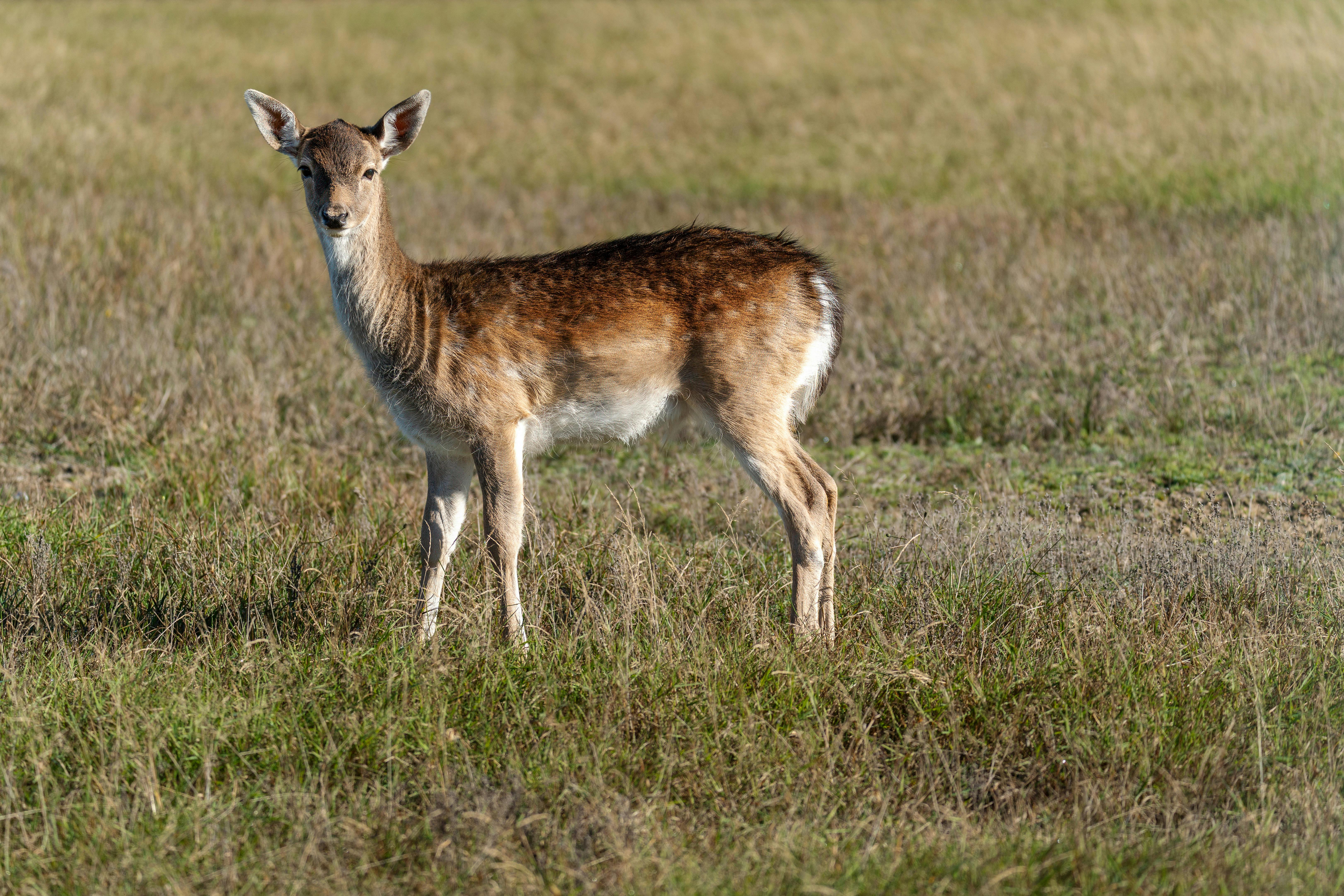 Roe Deer Standing in a Sunlit Meadow · Free Stock Photo