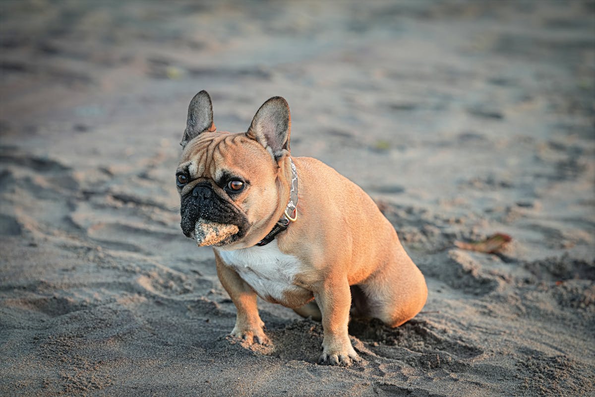 Bulldog Photos, Download The BEST Free Bulldog Stock Photos & HD Images