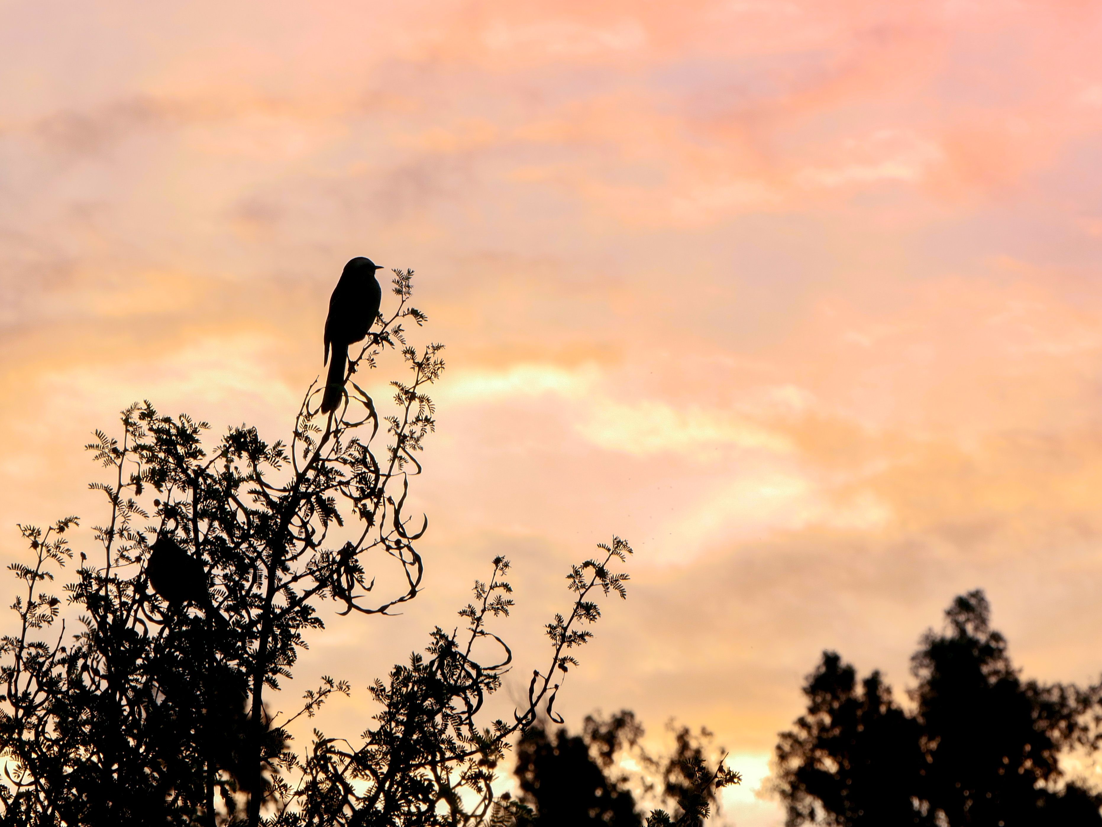 Birds Silhouette Png Photos, Download The BEST Free Birds Silhouette ...