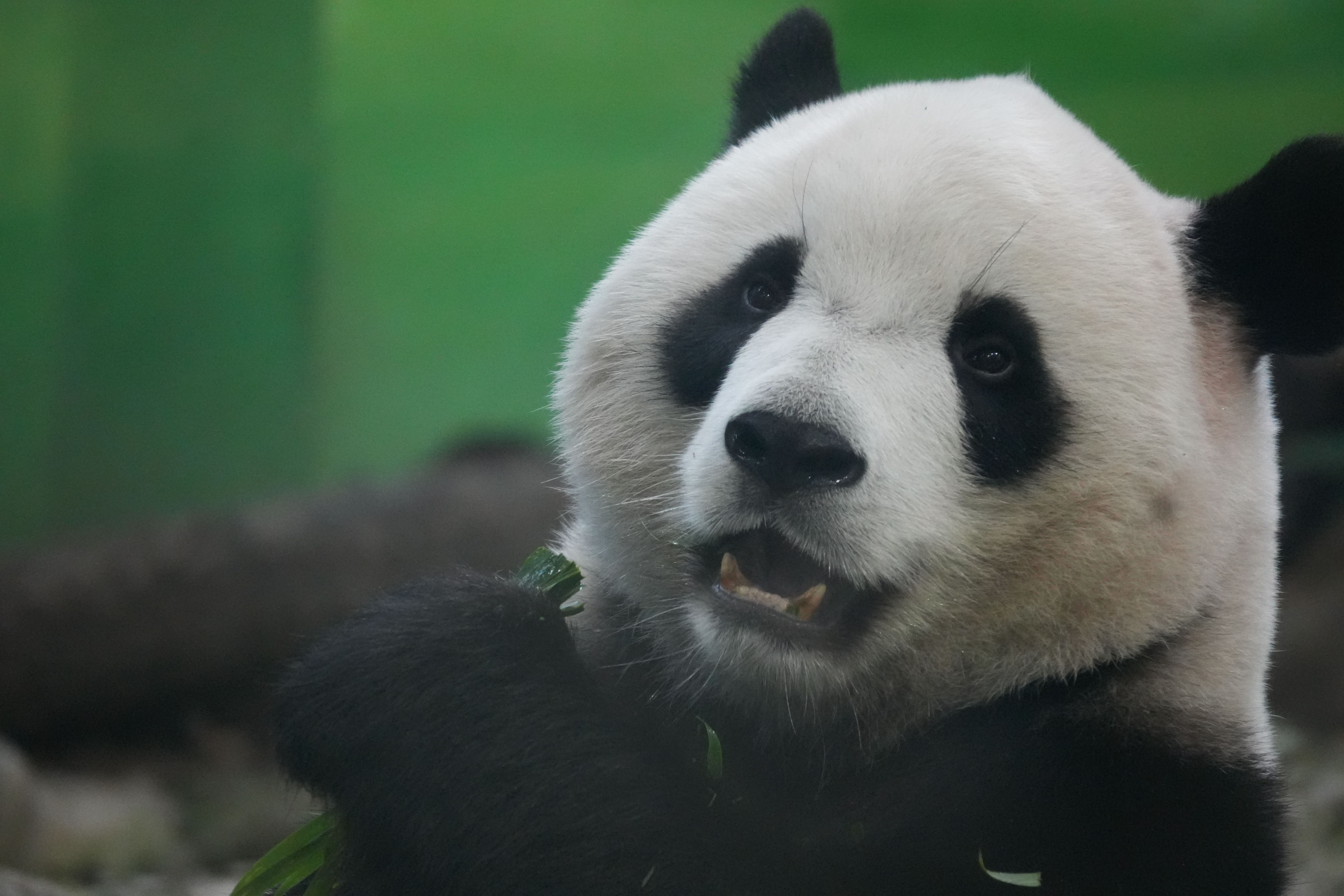 En İyi 4.000+ Panda Fotoğrafı · Tamamen Ücretsiz İndirin · Pexels Stok ...