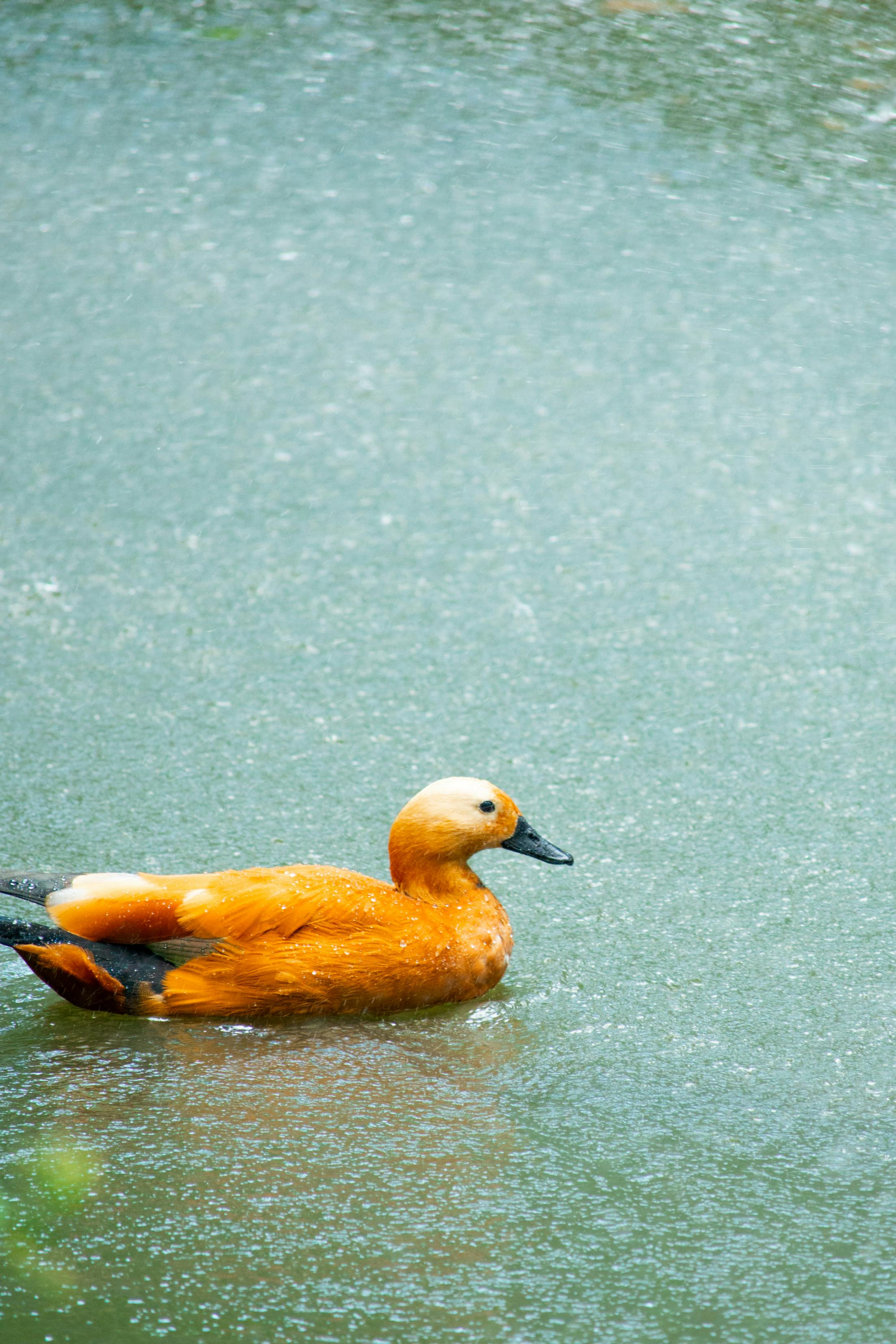 Ent Anatomy Photos, Download The BEST Free Ent Anatomy Stock Photos ...