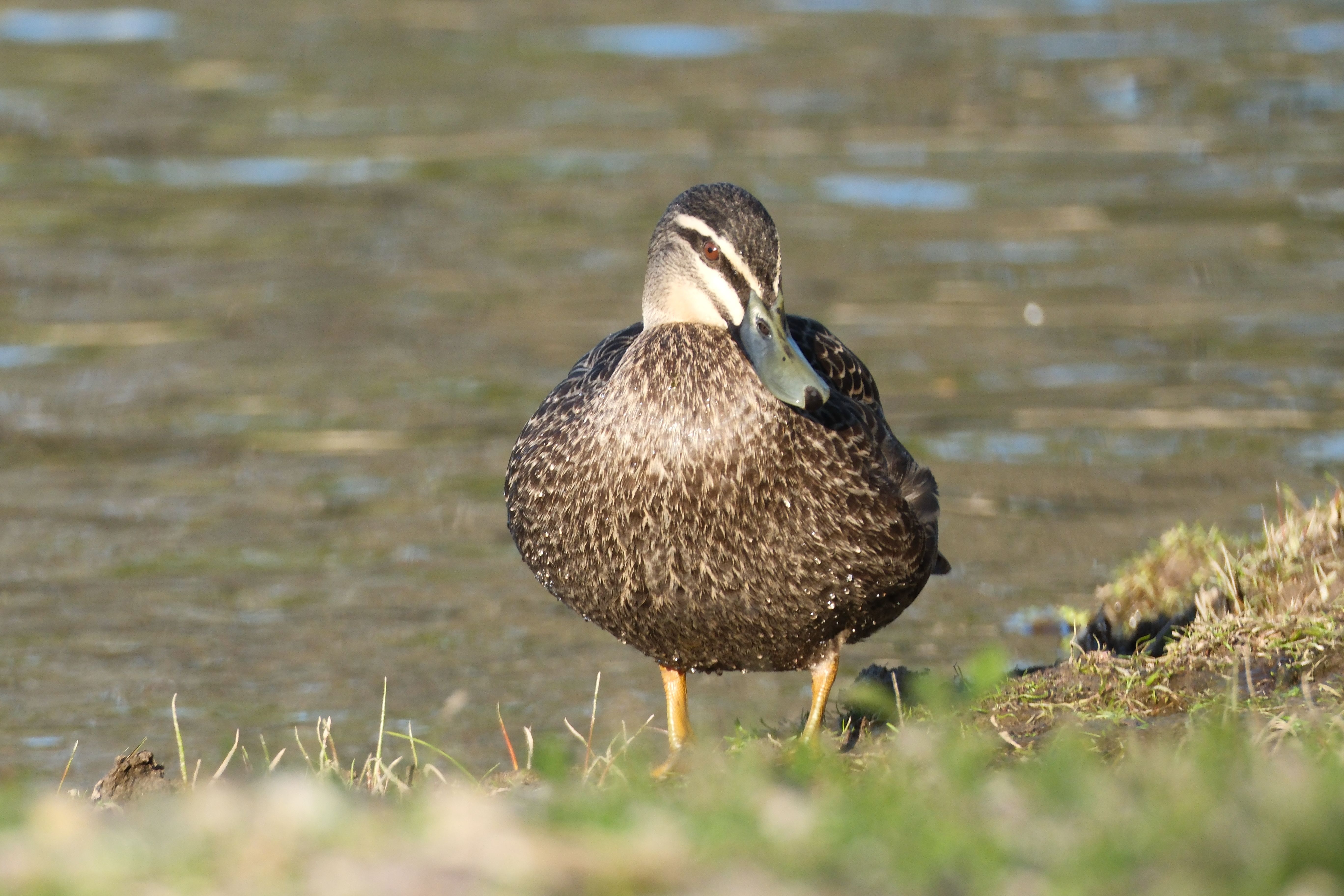 Detailed photo of a Pacific Black Duck by a pond · Free Stock Photo