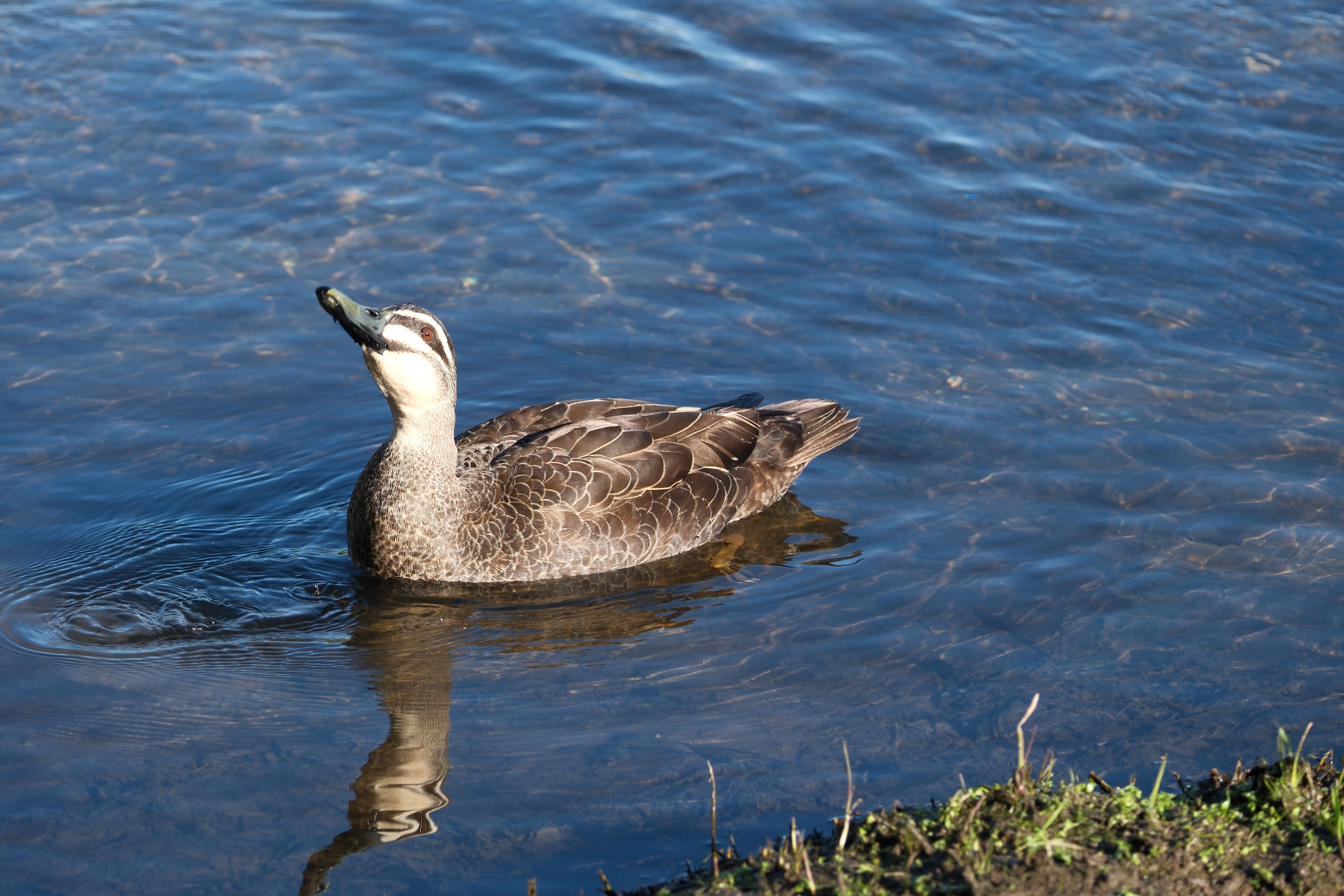 Australian Pacific Black Duck in Natural Habitat · Free Stock Photo