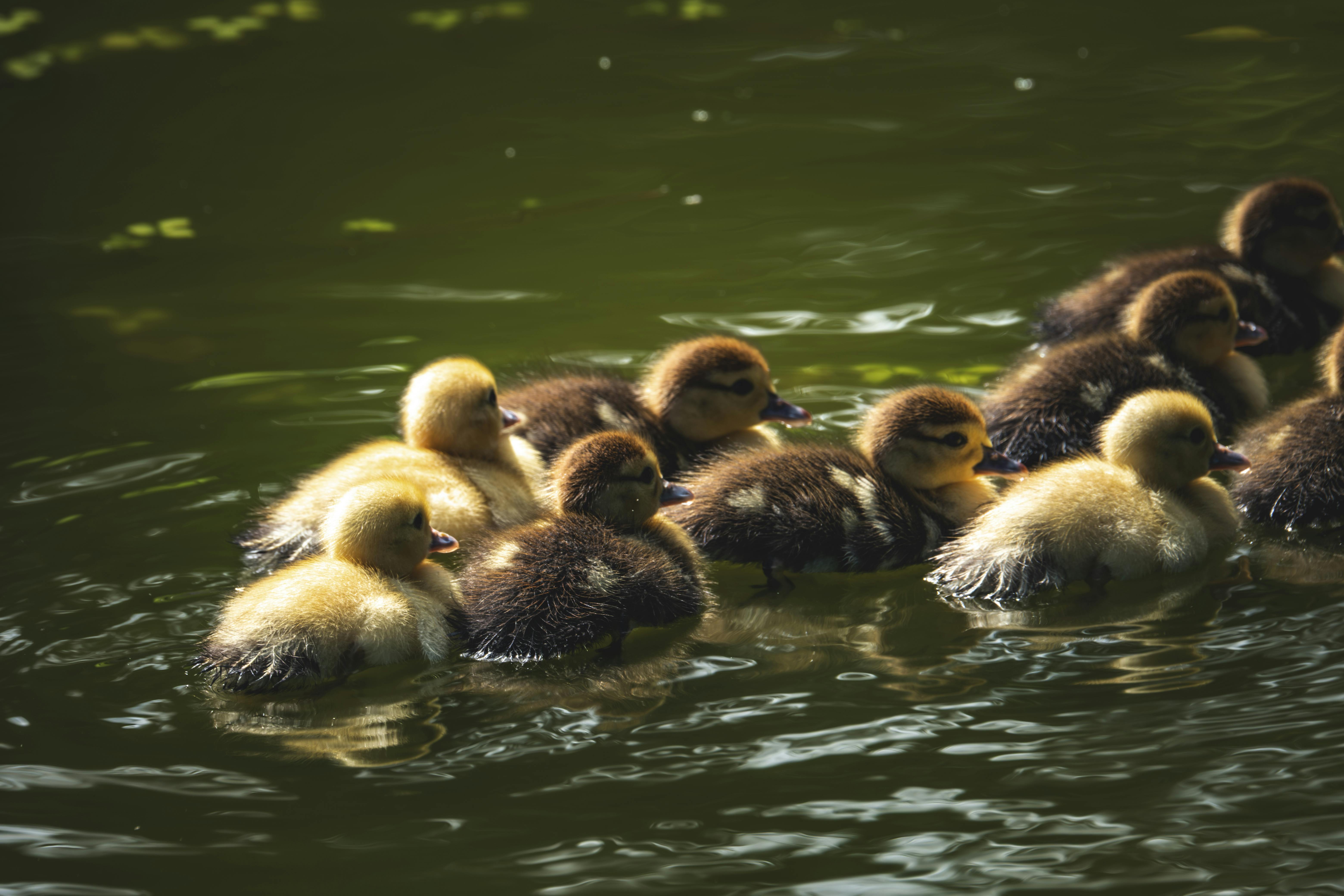 Duckling Photos, Download The BEST Free Duckling Stock Photos & HD Images