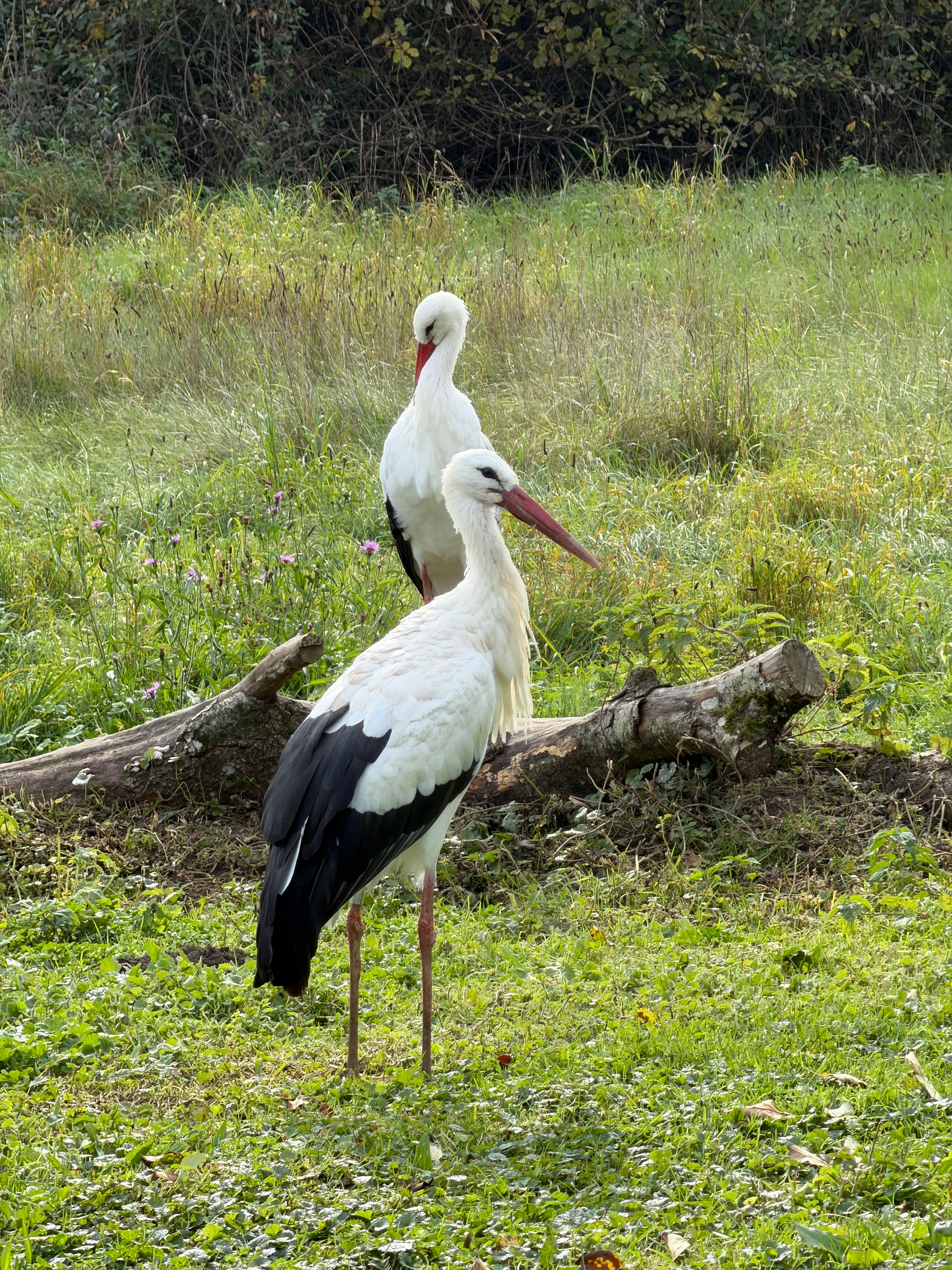 Two White Storks in Lush Green Meadow · Free Stock Photo