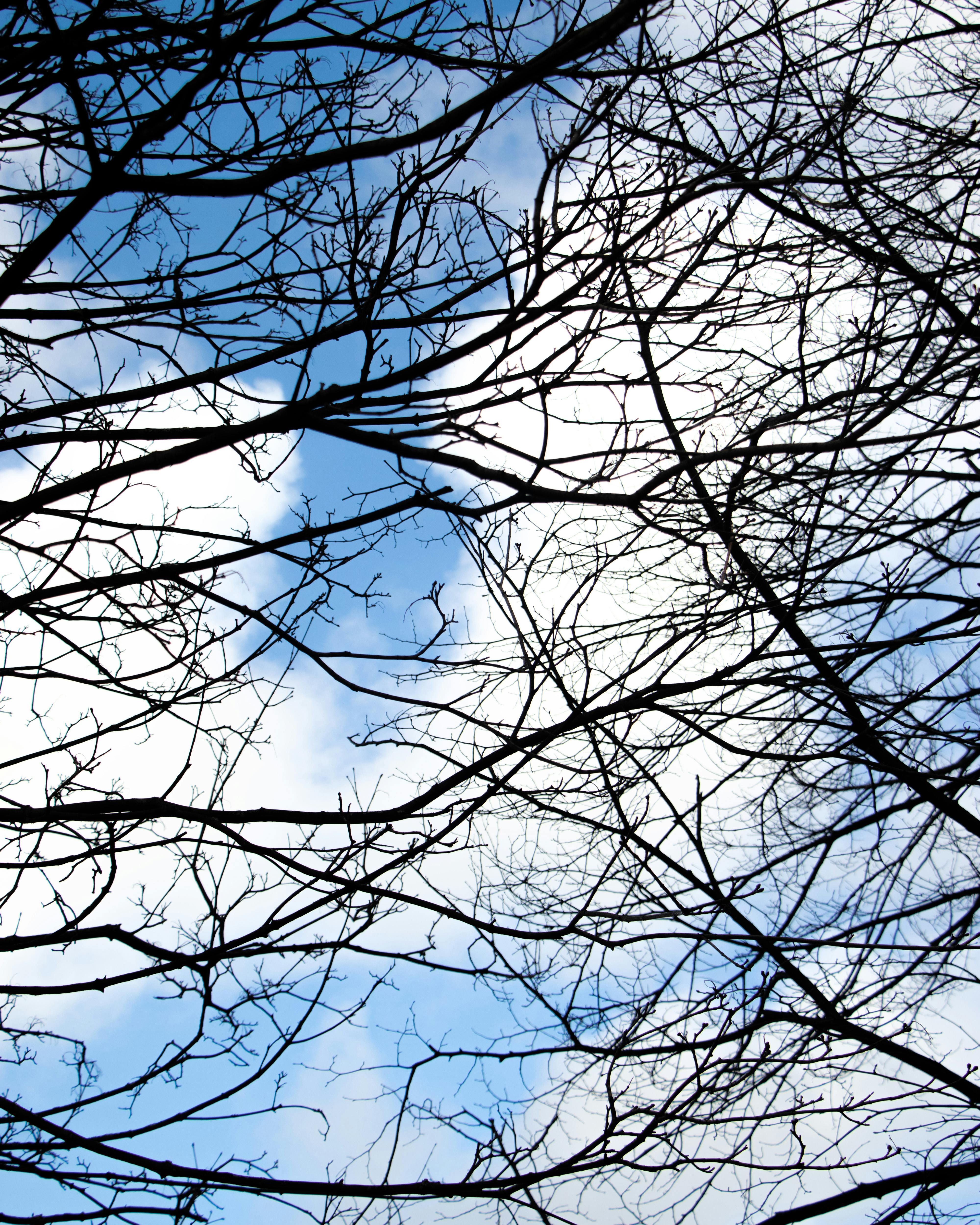 Barren Tree Branches Silhouetted Against Sky · Free Stock Photo