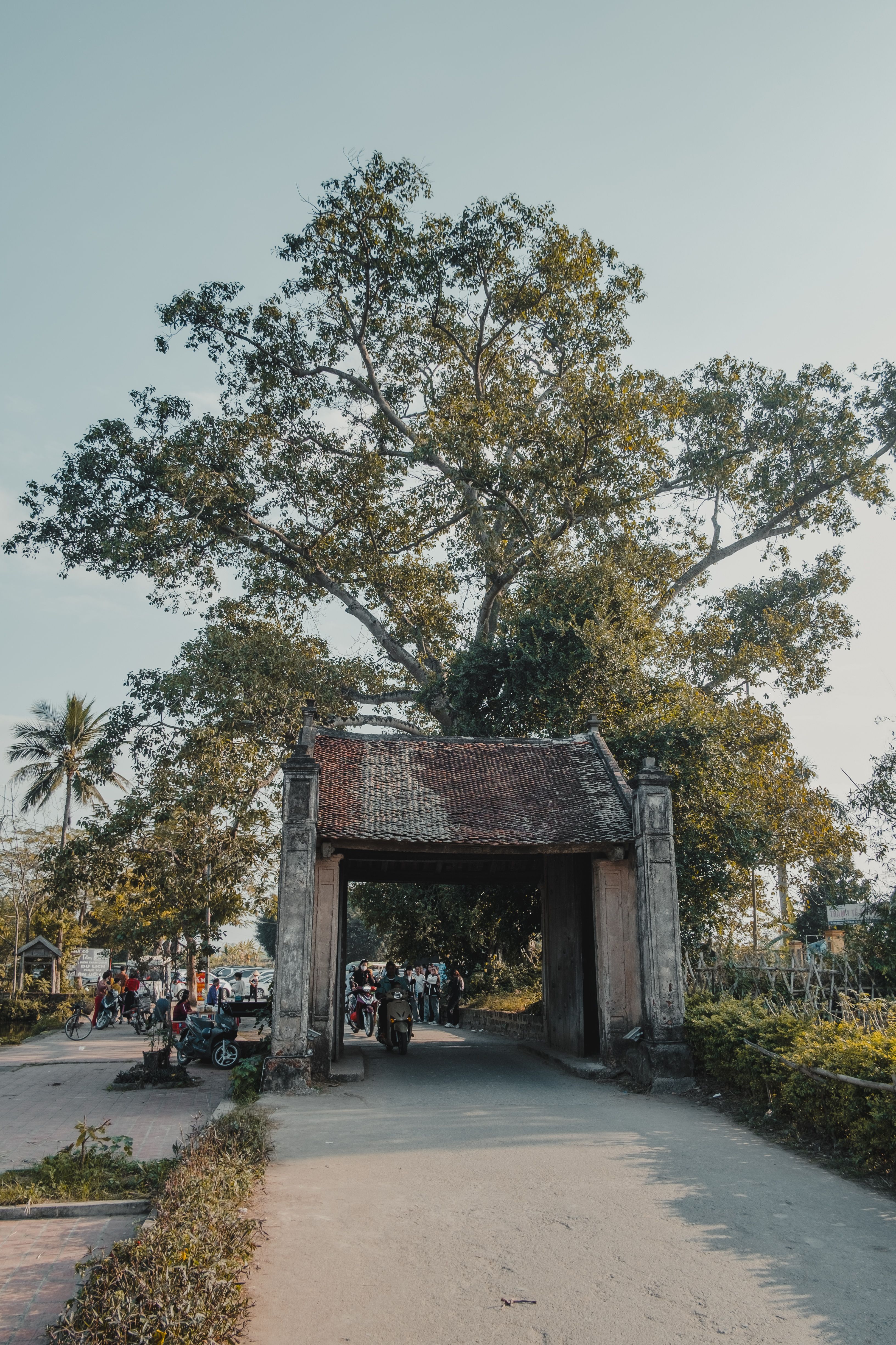 Ancient Gate with Majestic Tree in Rural Setting · Free Stock Photo