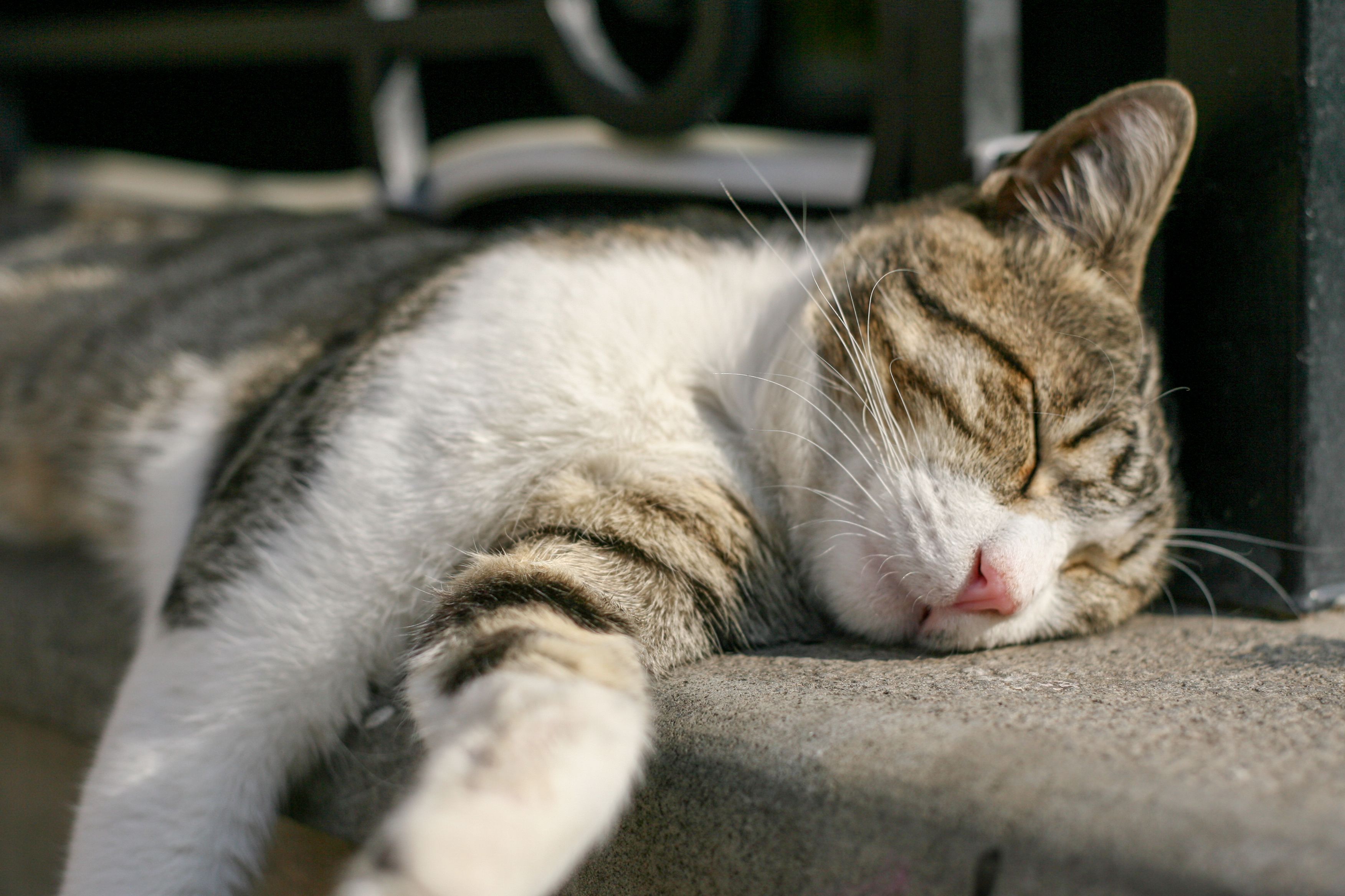 National Napping Day Photos, Download The BEST Free National Napping ...