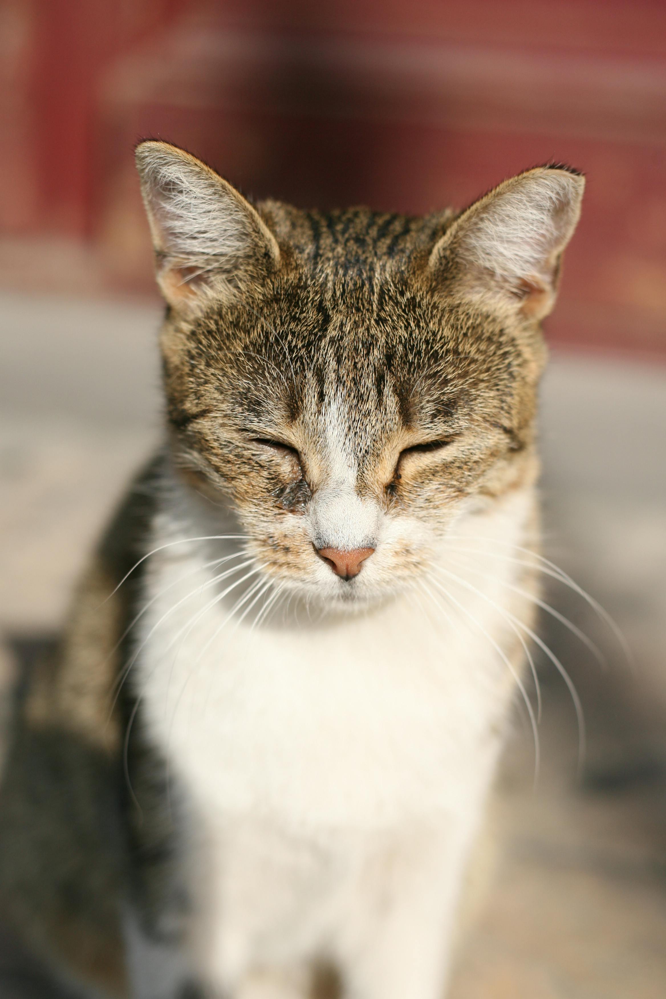 Cute Discord Pfps Photos, Download The BEST Free Cute Discord Pfps ...