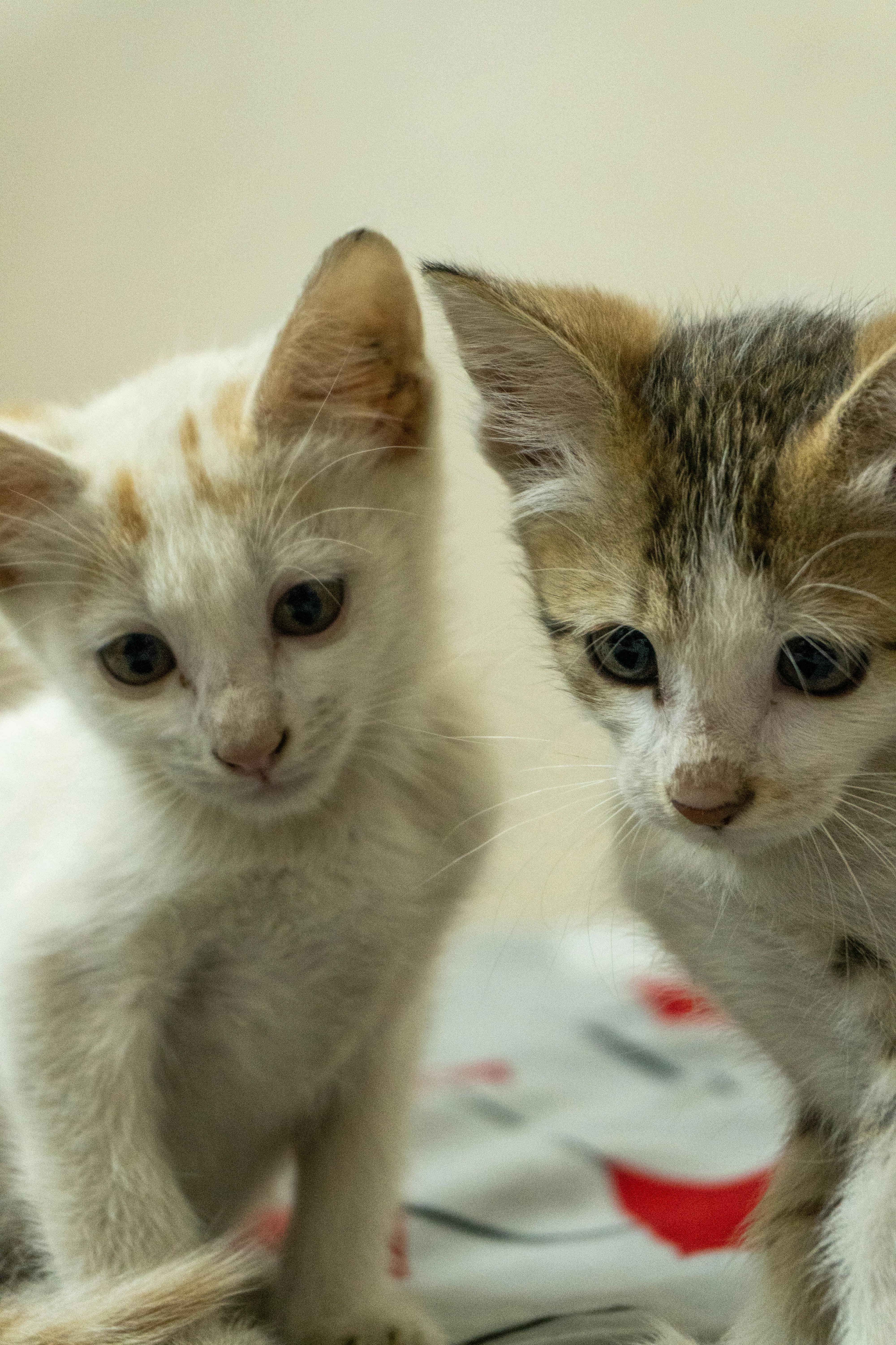 Beluga Cat Photos, Download The BEST Free Beluga Cat Stock Photos & HD ...