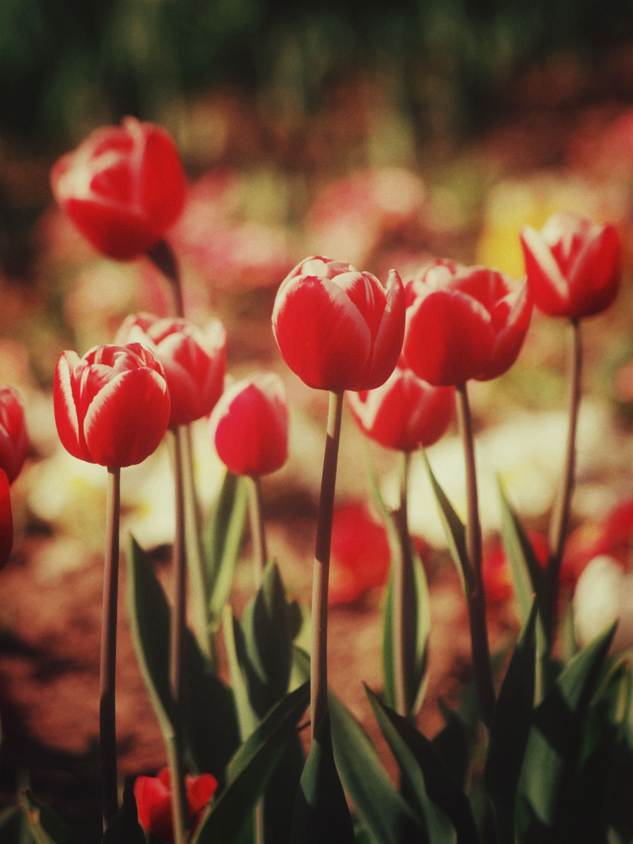 908.890+ Fotos y Imágenes de Color rojo Gratis · Banco de Fotos Gratis