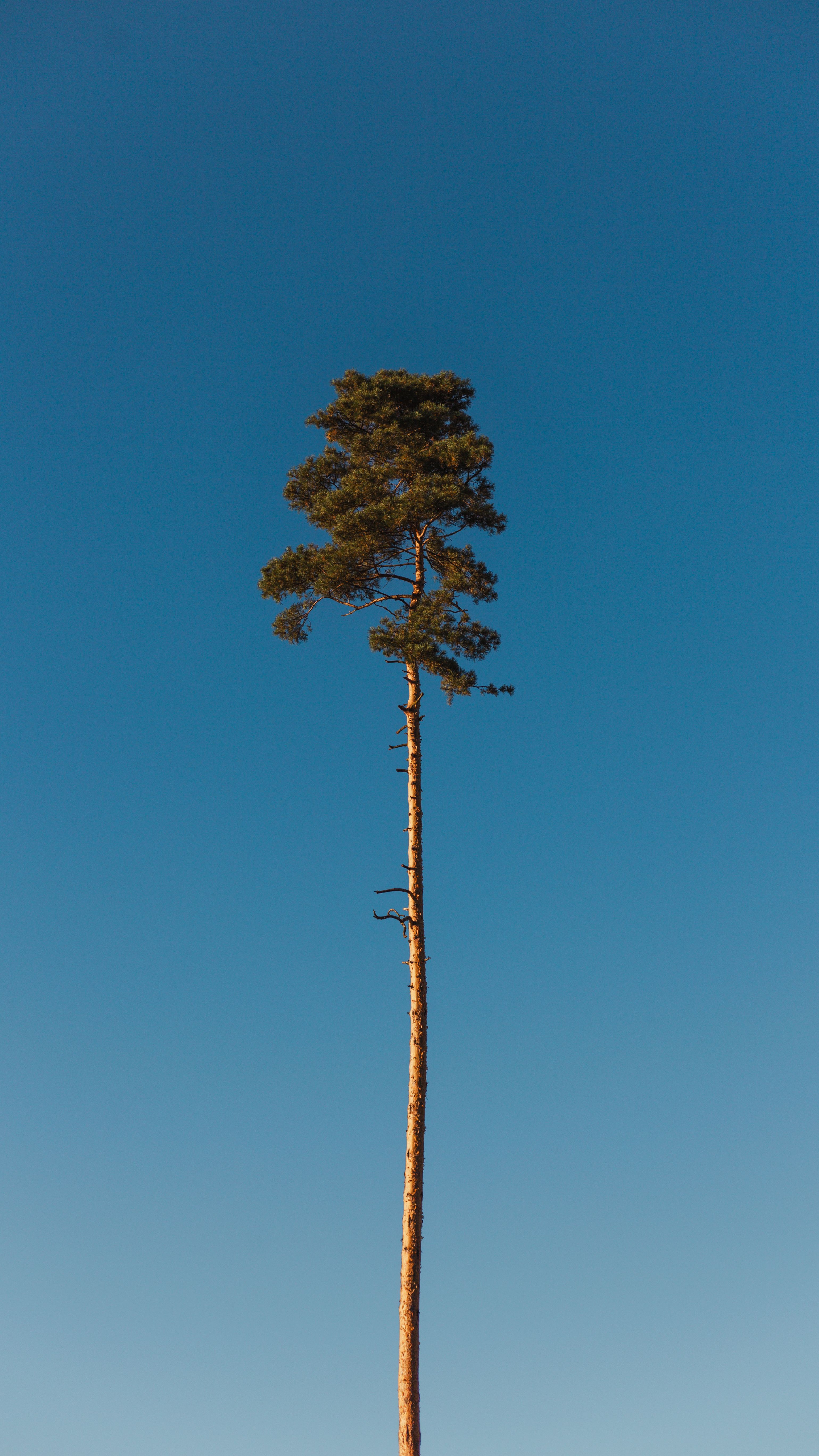 Solitude Tree Photos, Download The BEST Free Solitude Tree Stock Photos ...
