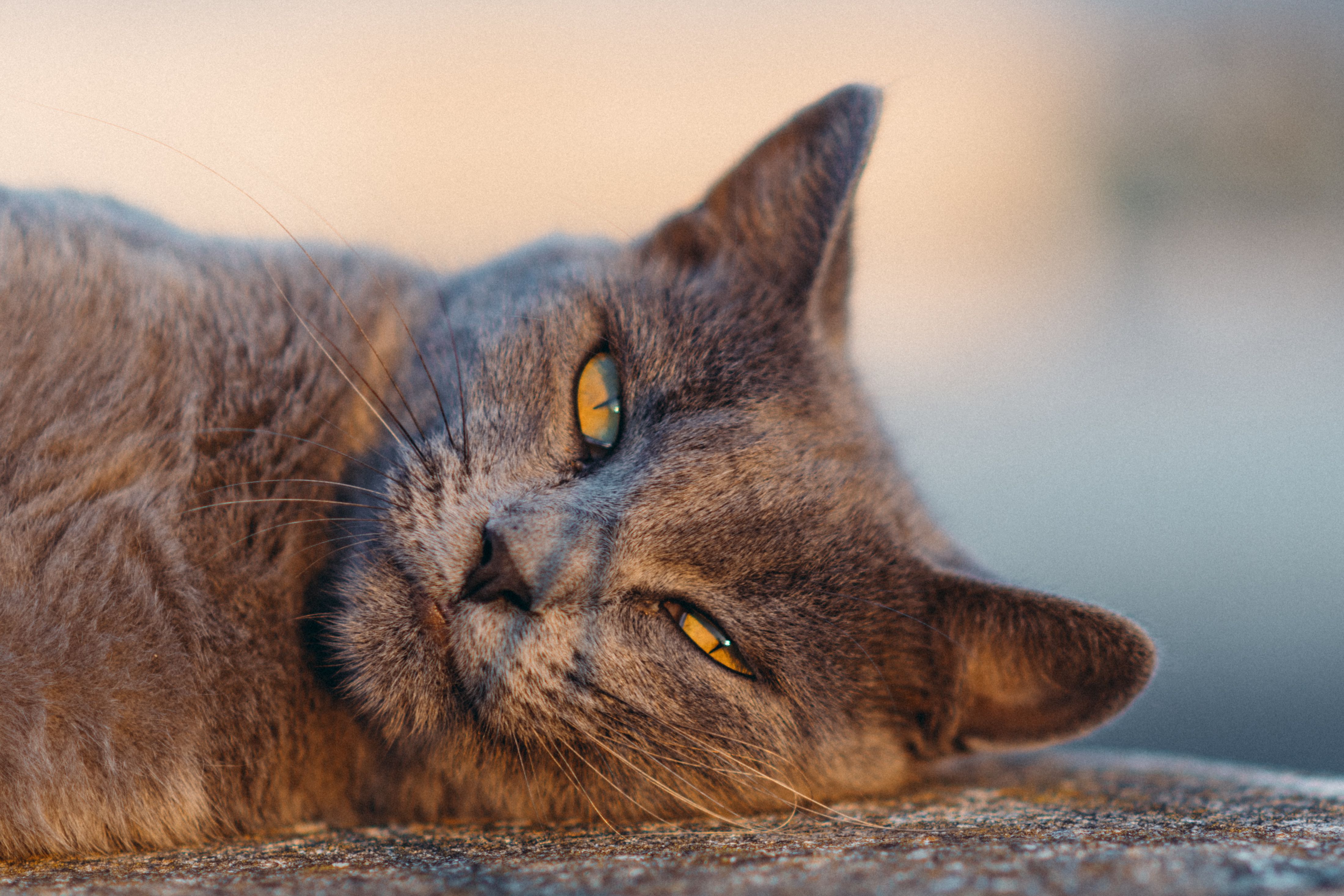 Cat Head Shape Photos, Download The BEST Free Cat Head Shape Stock ...