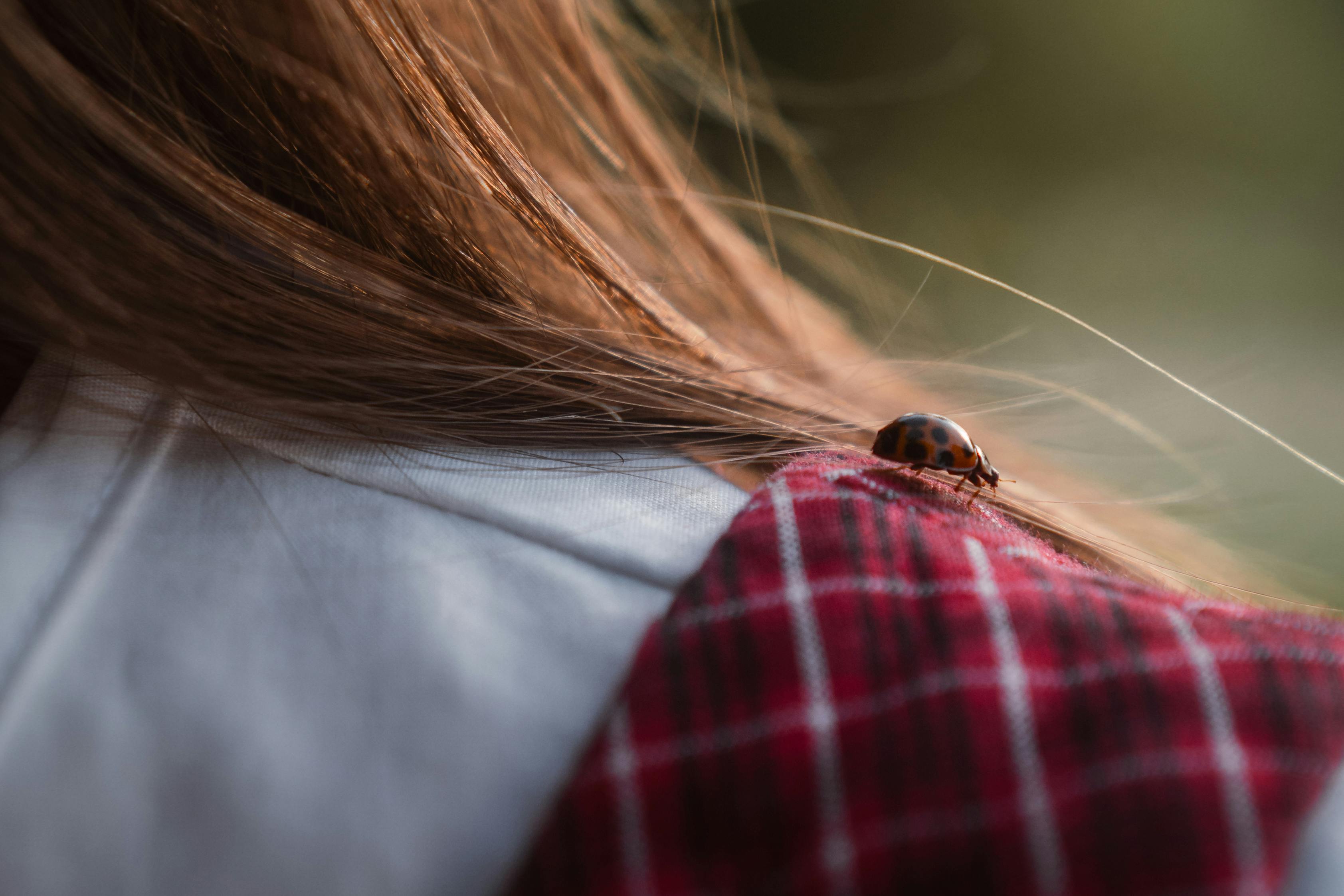 Fall Mums Desktop Wallpaper Photos, Download The BEST Free Fall Mums ...