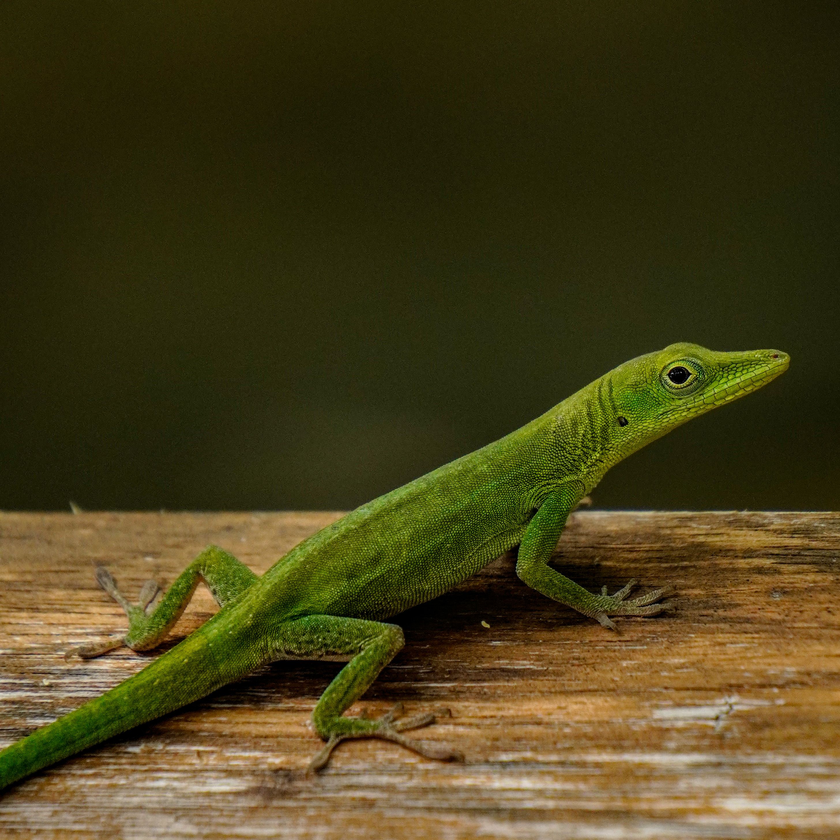 Tom The Lizard Hoppers Photos, Download The BEST Free Tom The Lizard ...