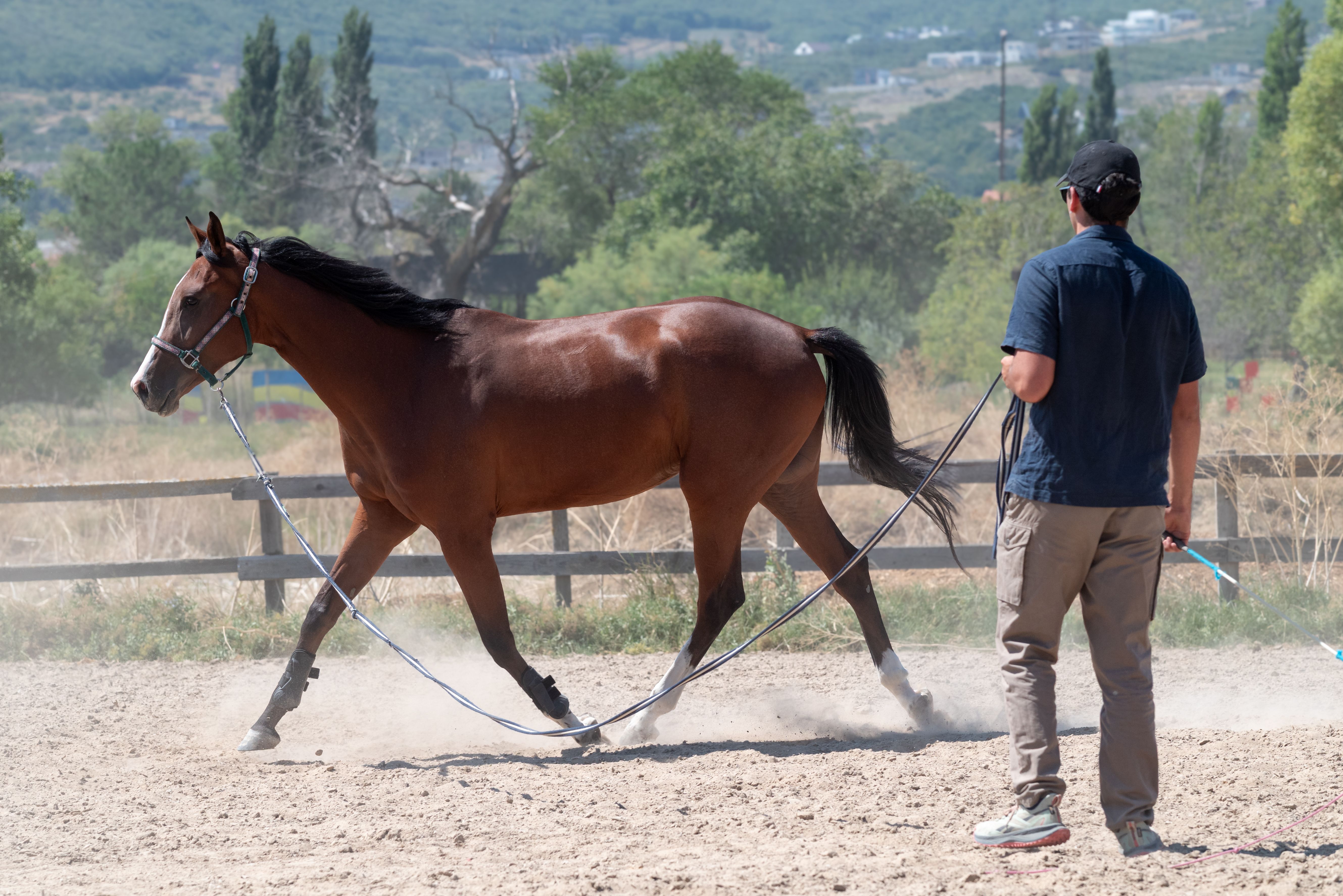 Horse Training Session with Trainer Outdoors · Free Stock Photo