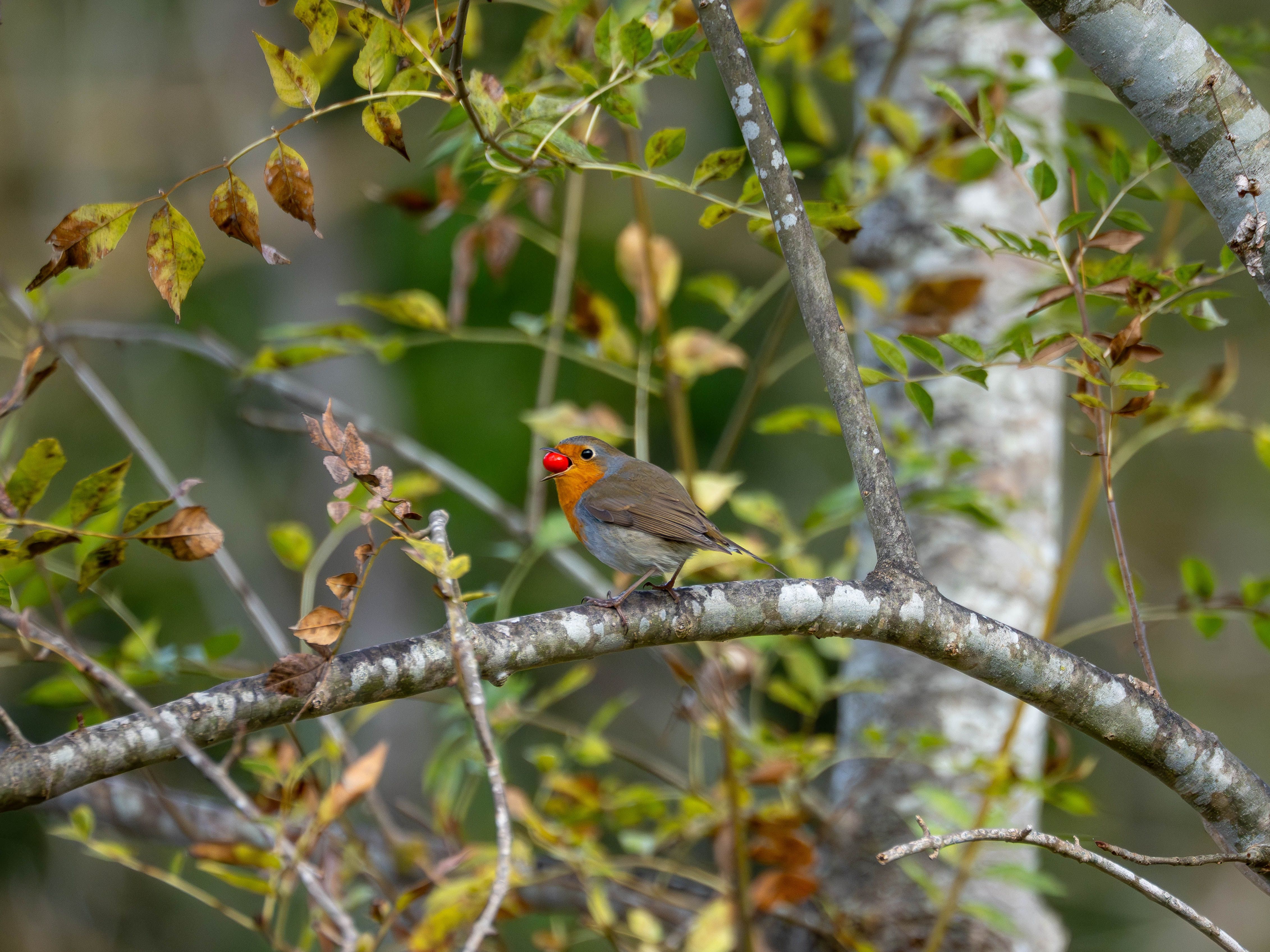 European Robin Perched on Tree Branch in Autumn · Free Stock Photo