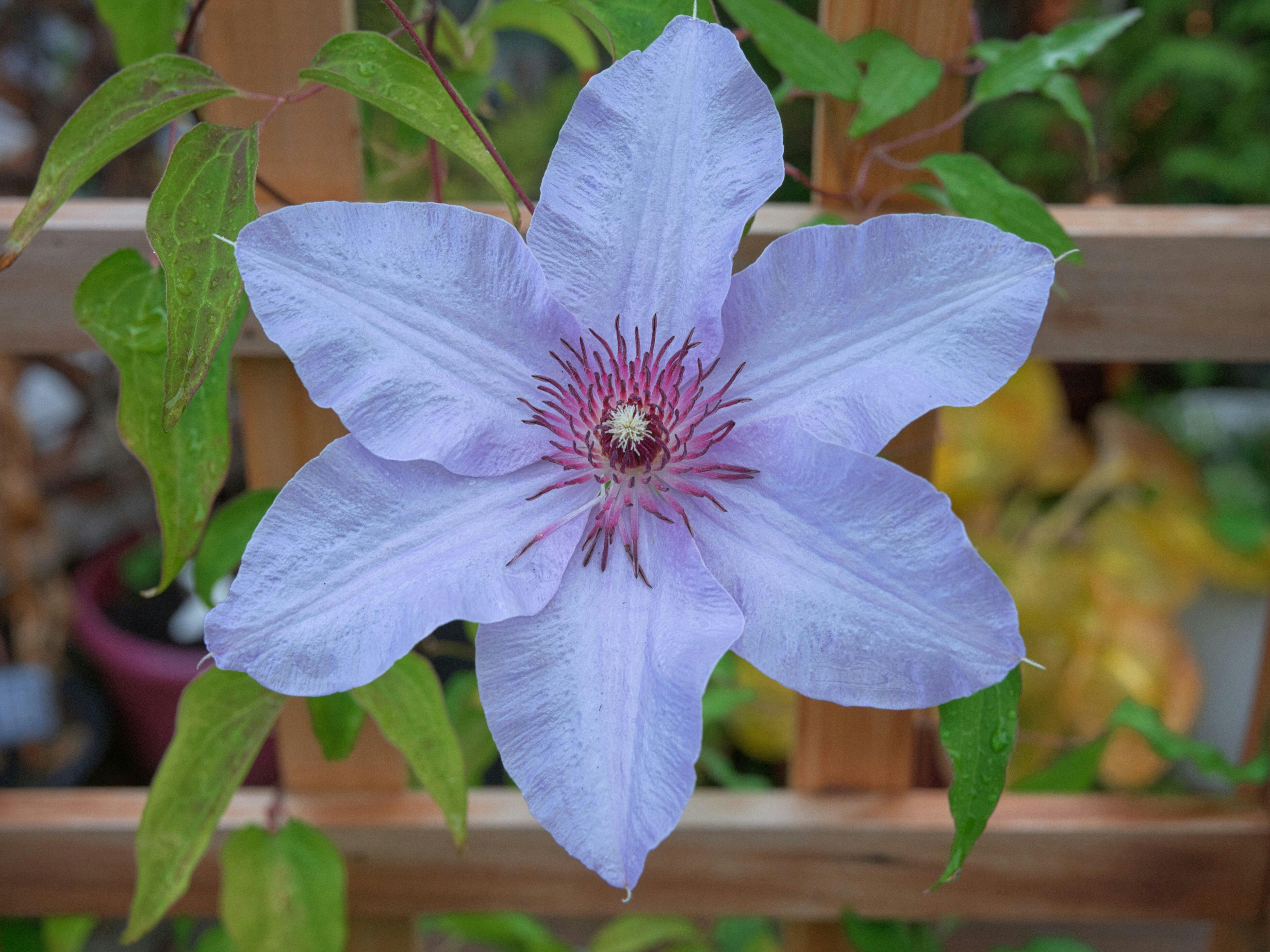 Violet Flower Photos, Download The BEST Free Violet Flower Stock Photos ...