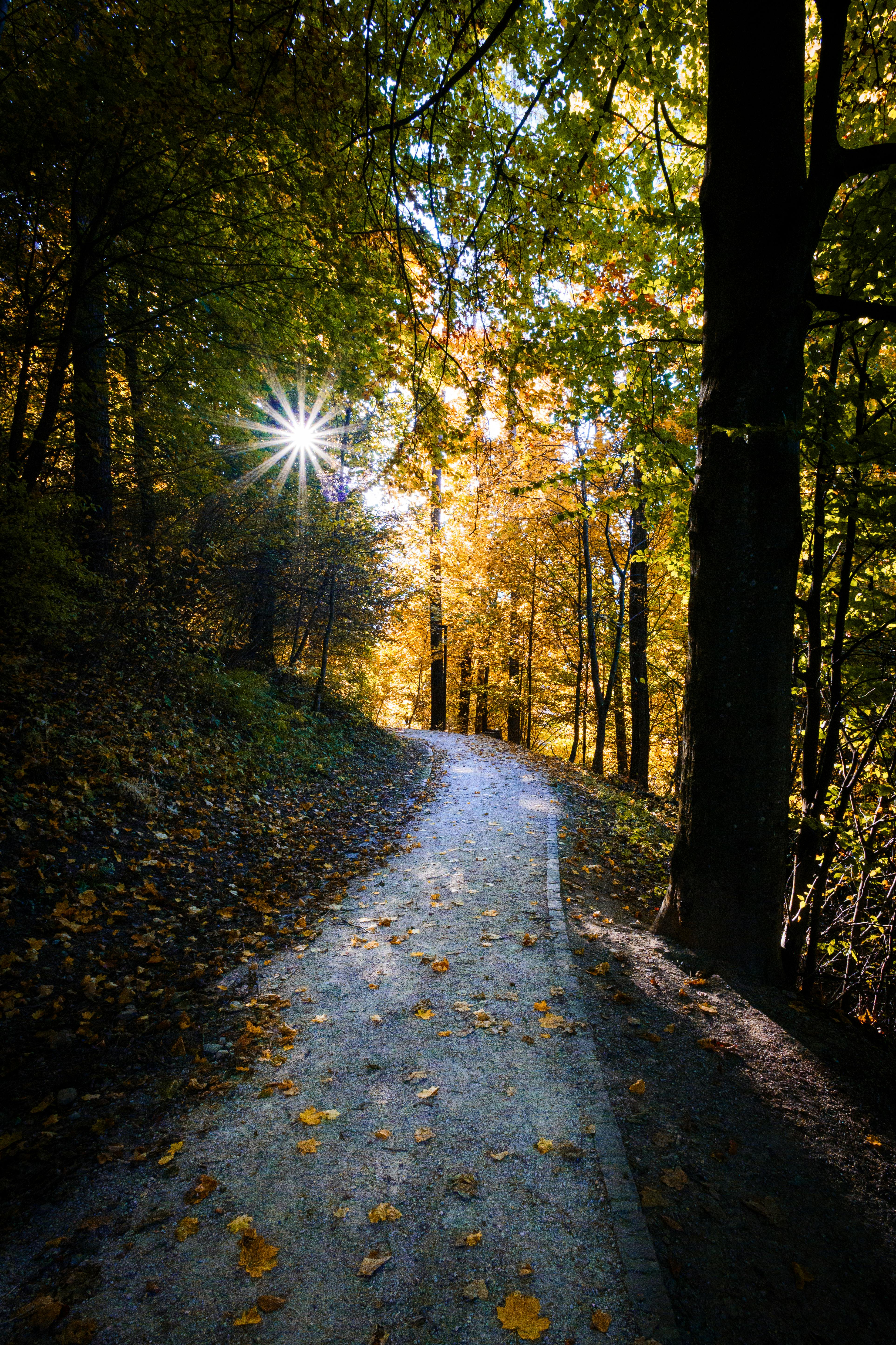 Sunlit Autumn Path in Forest Clearing · Free Stock Photo