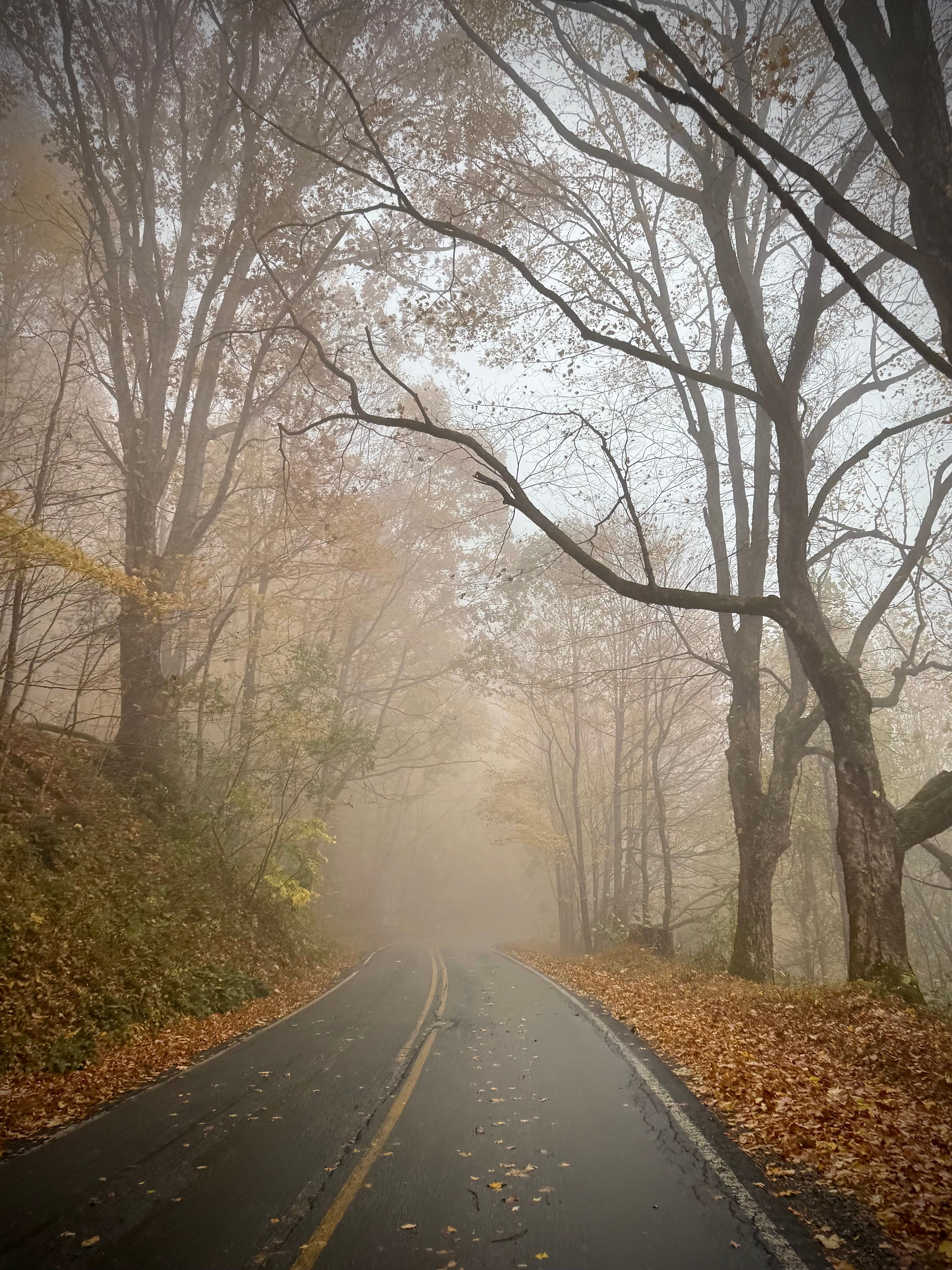 Misty Autumn Road in Boone, NC Forest · Free Stock Photo