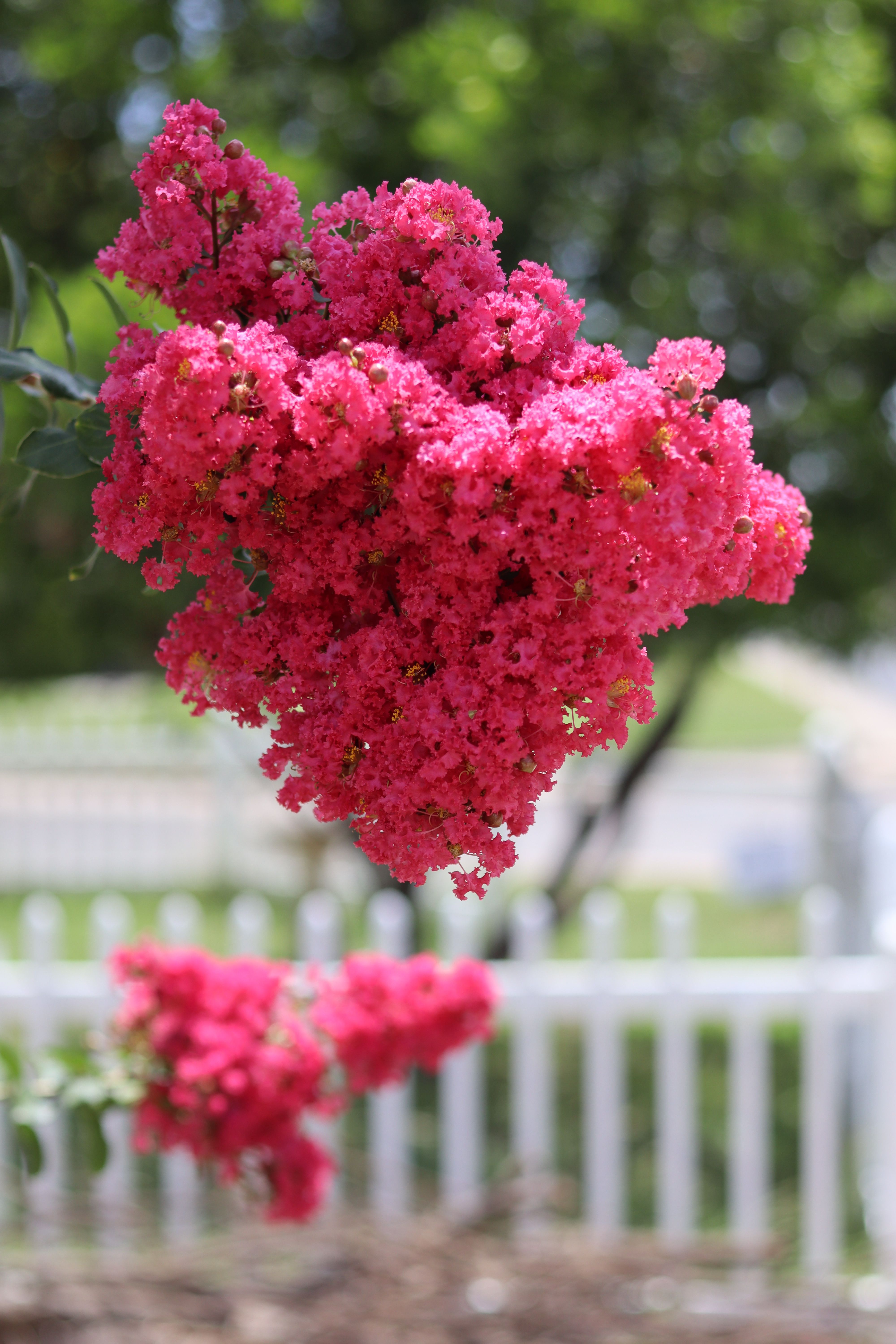 Vibrant Pink Crape Myrtle Blossoms in Bloom · Free Stock Photo
