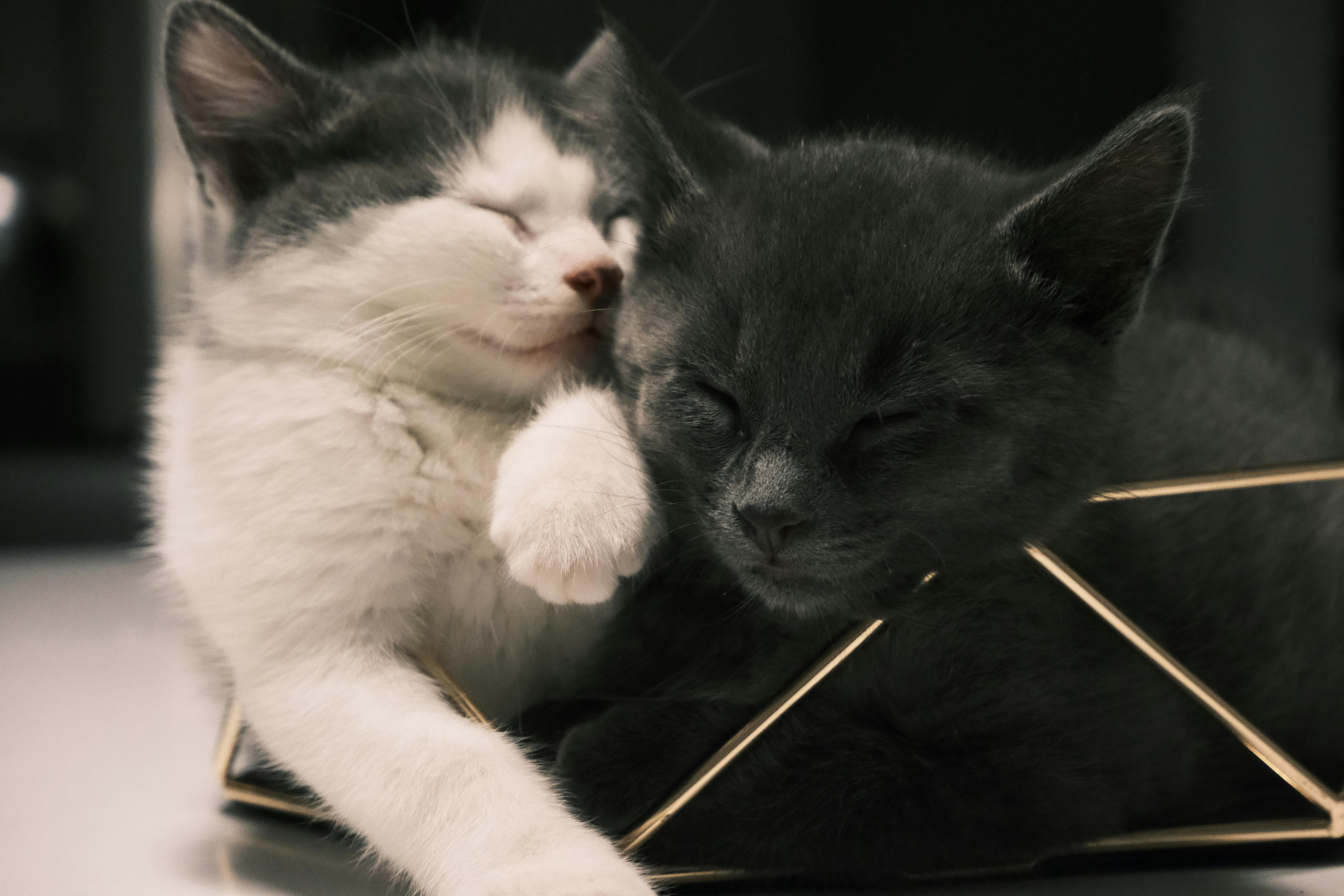 Cats Close Up Photos, Download The BEST Free Cats Close Up Stock Photos ...