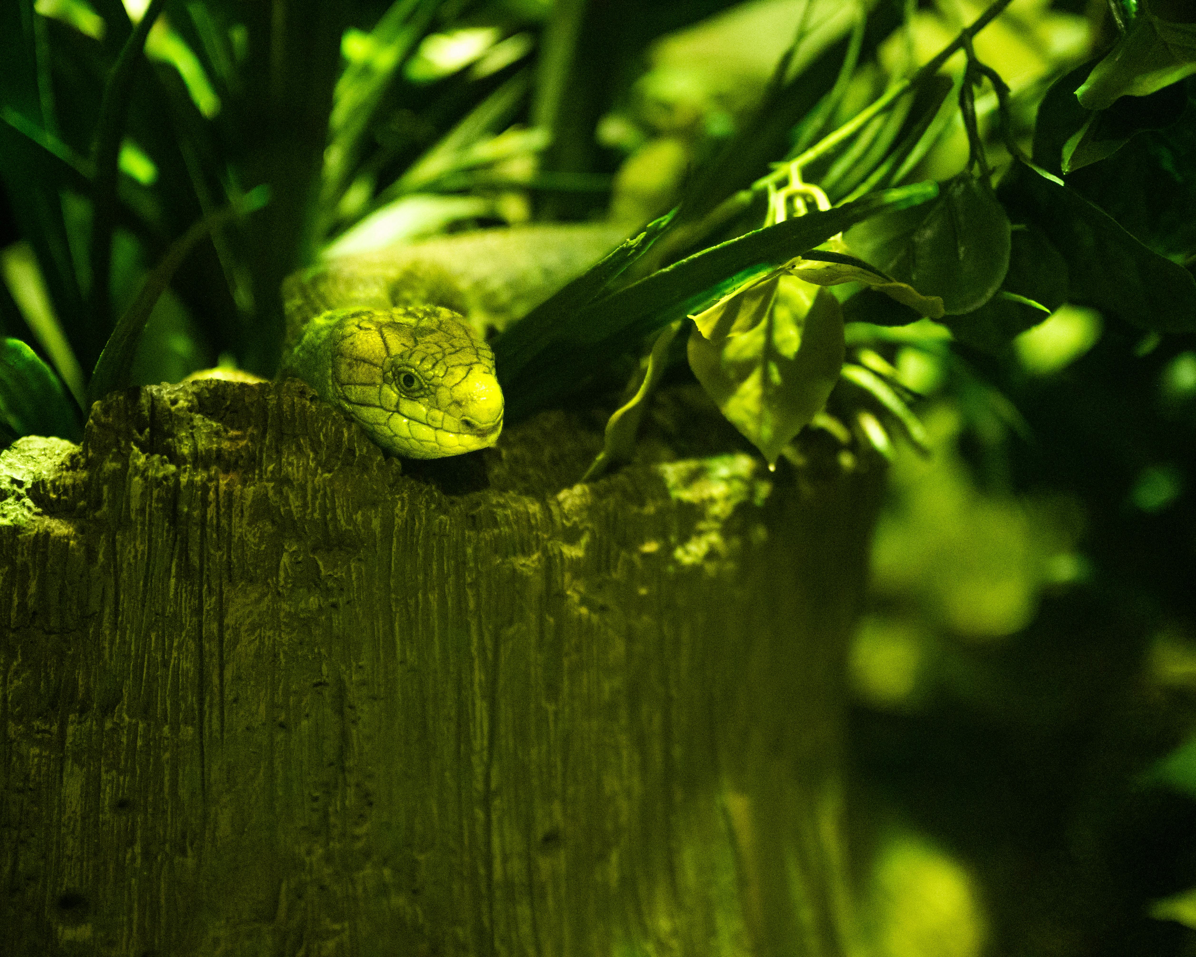 Biosphere Photos, Download The BEST Free Biosphere Stock Photos & HD Images