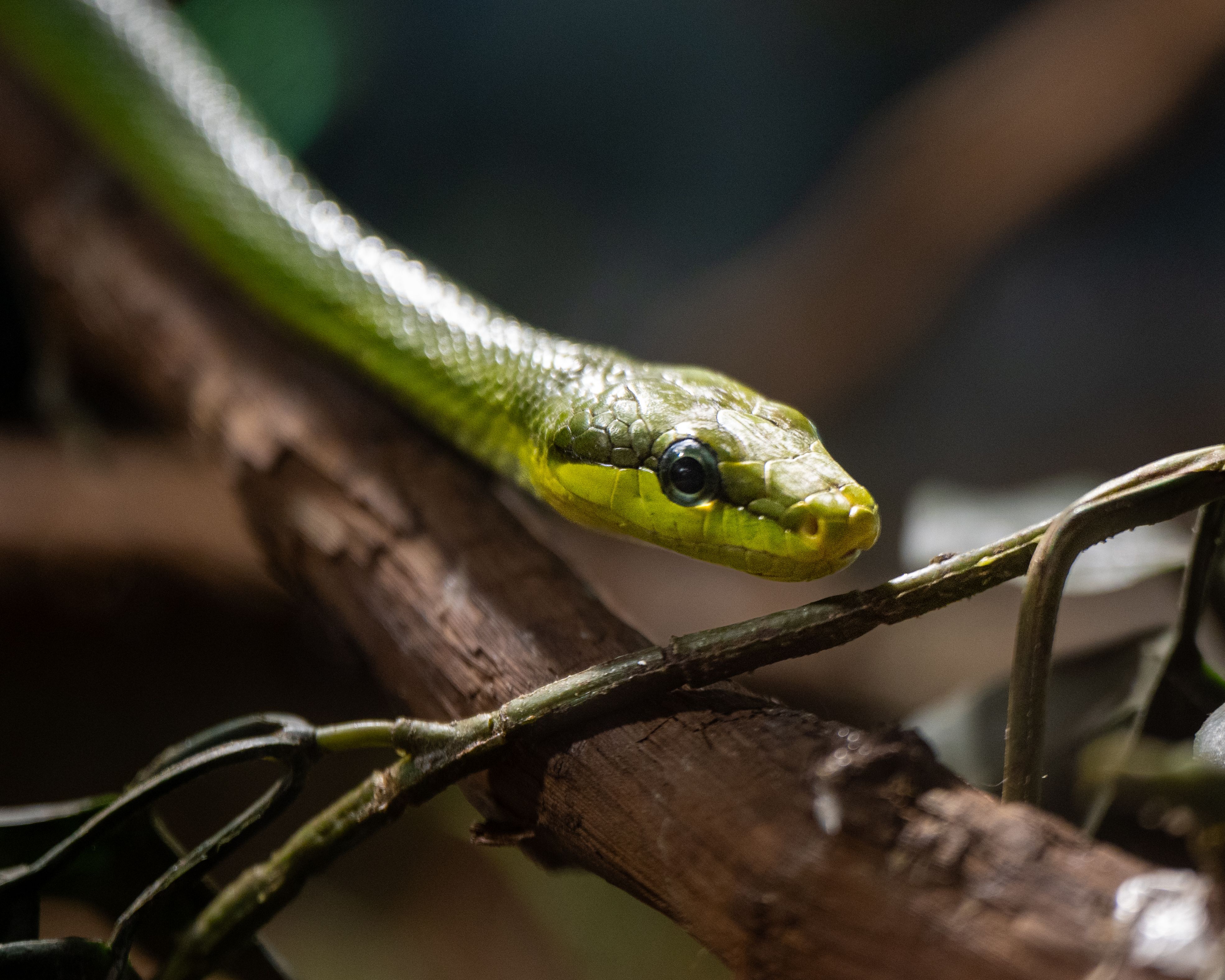 Close-Up of Snake in Amboli Forest · Free Stock Photo