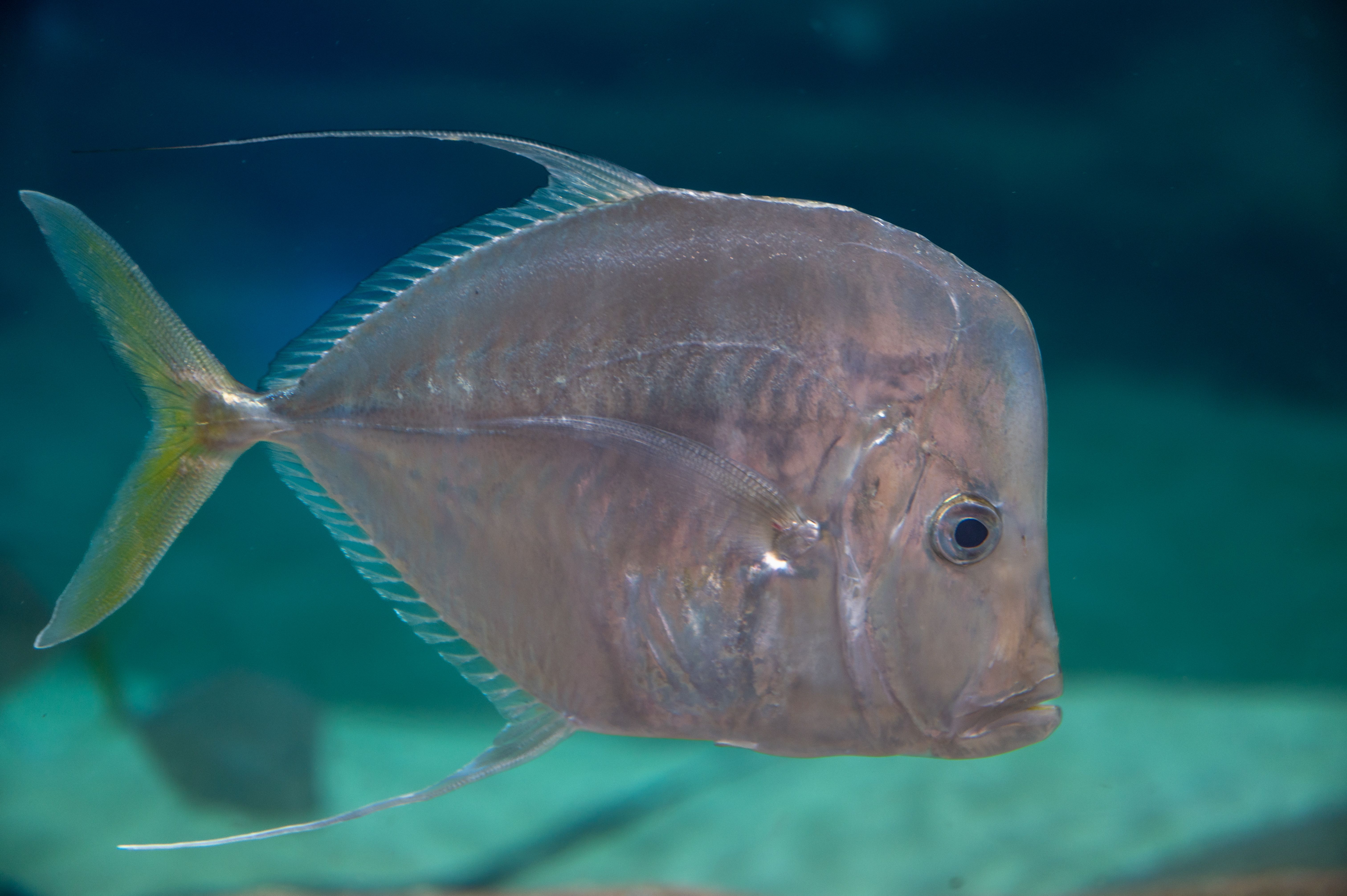 Close-up of a Moonfish in an Aquarium · Free Stock Photo
