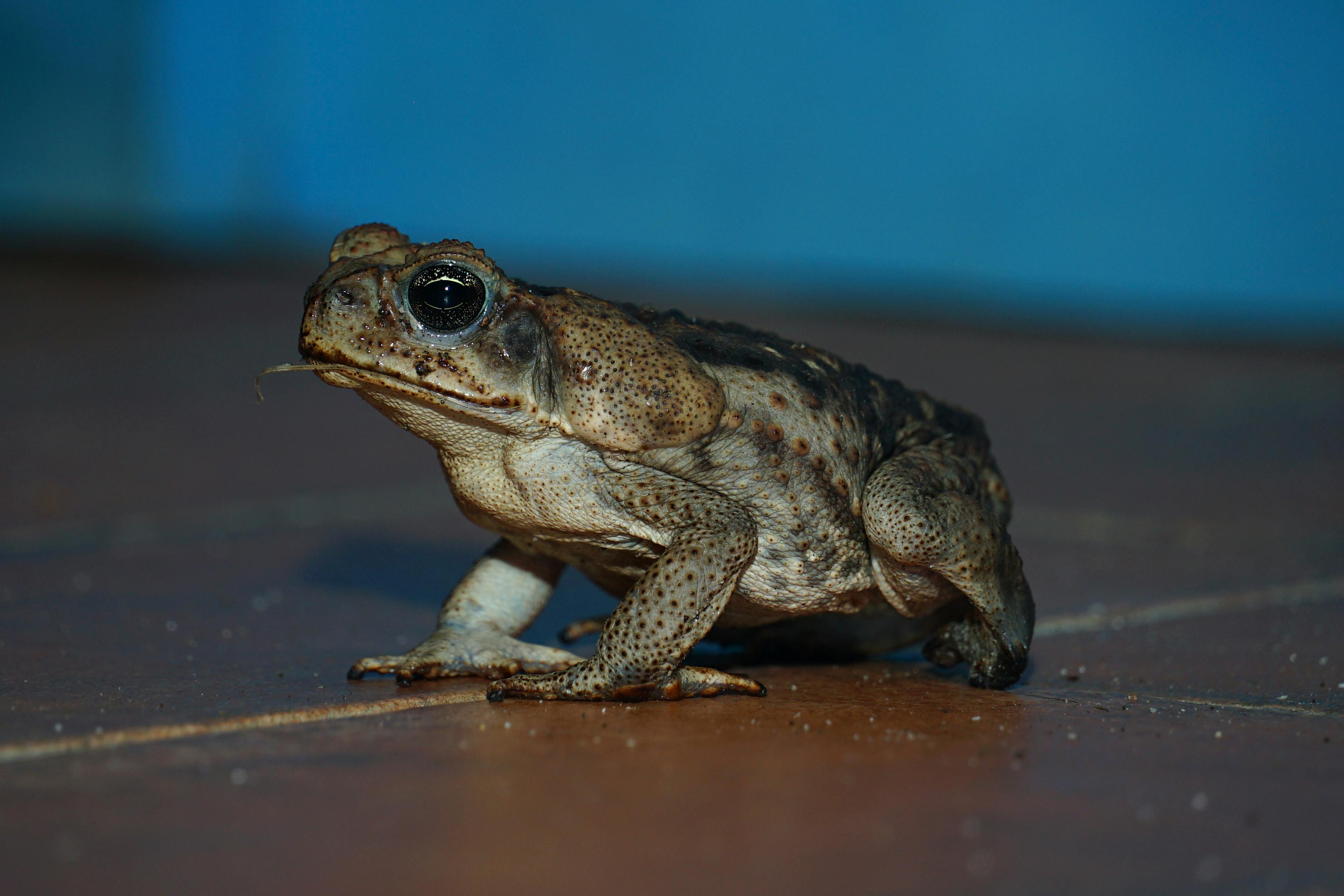 Frogs Photos, Download The BEST Free Frogs Stock Photos & HD Images