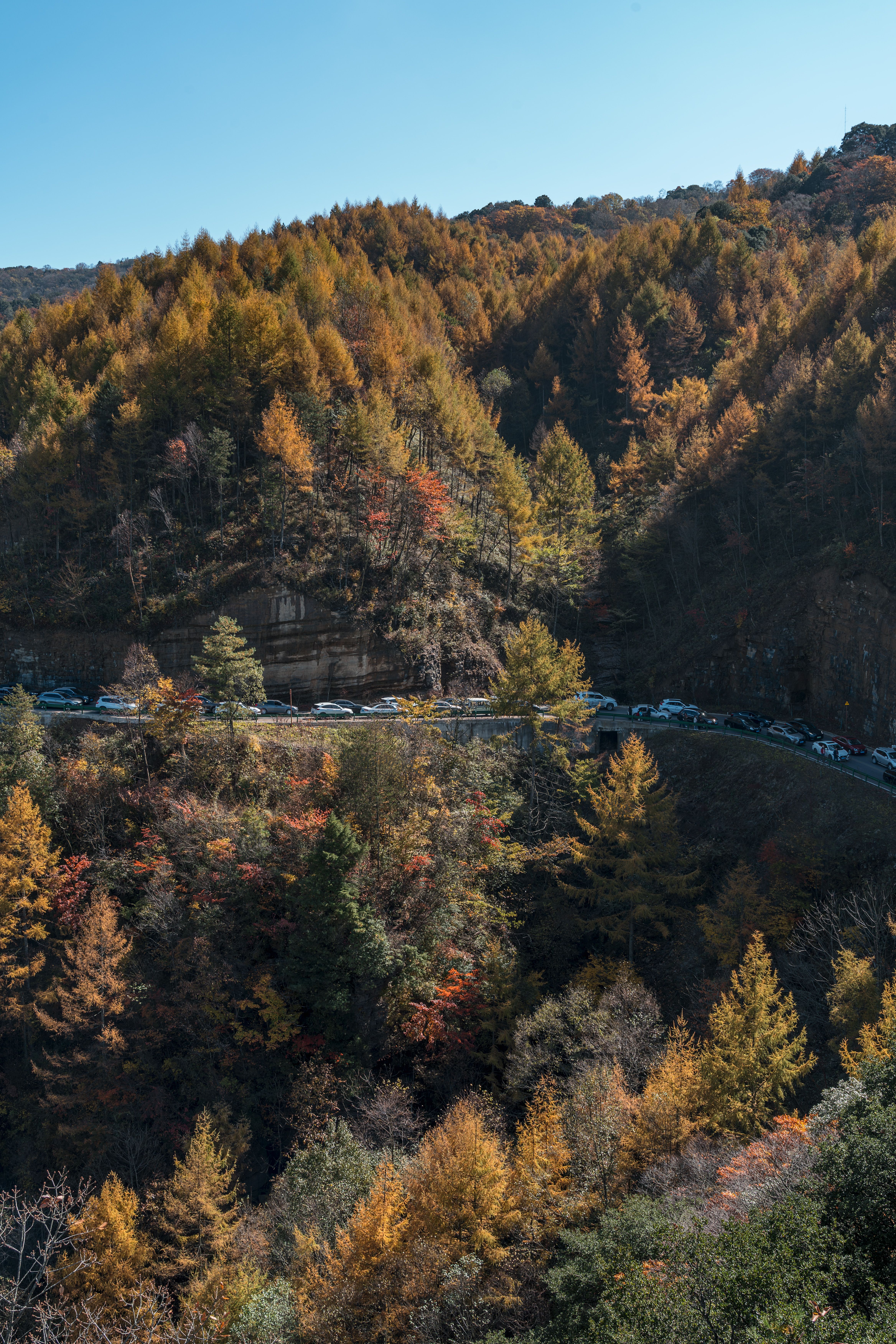 Scenic Autumn Forest Road with Traffic Jam · Free Stock Photo
