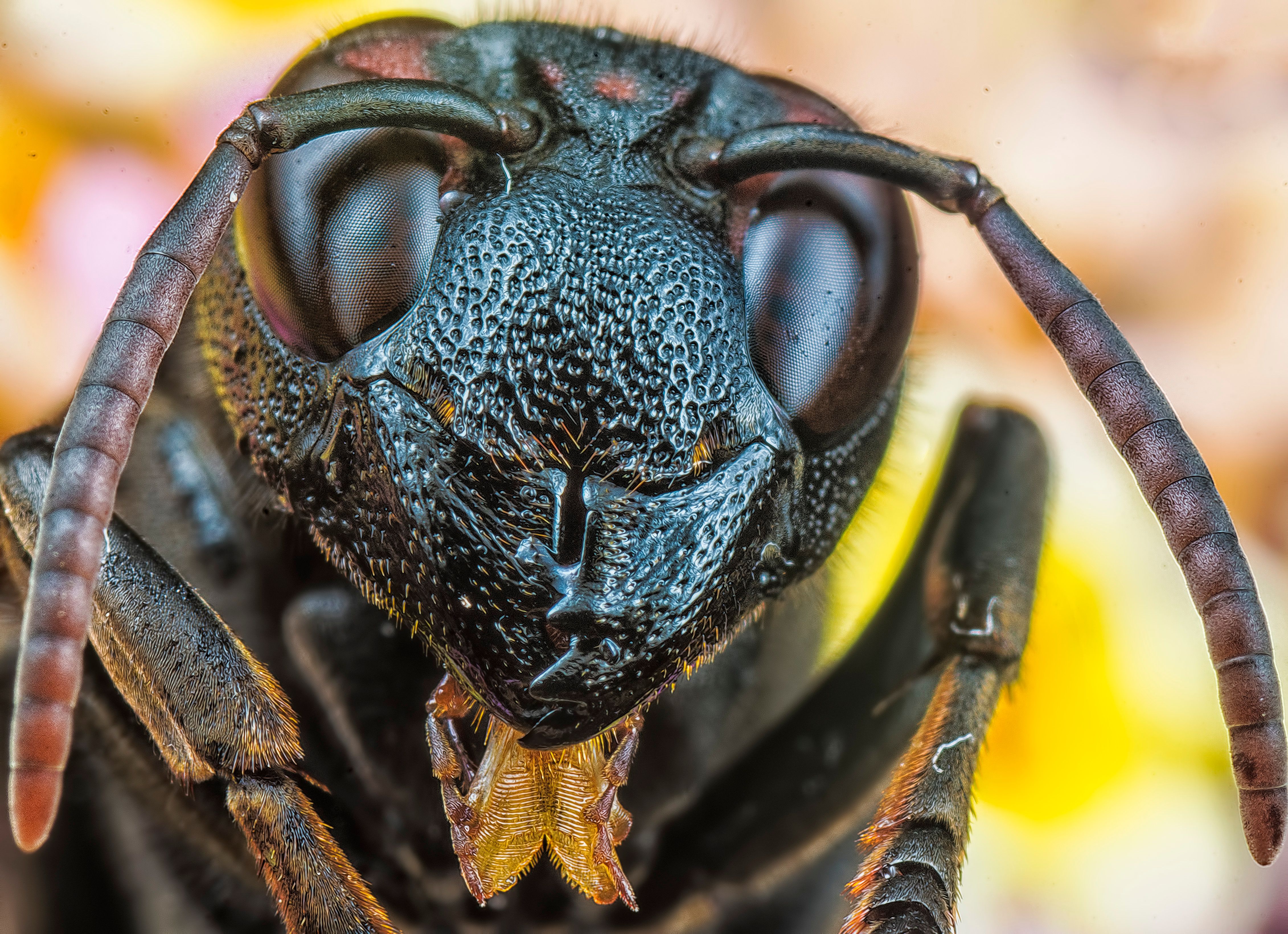 Close-Up Macro Shot of a Black Bee Head · Free Stock Photo