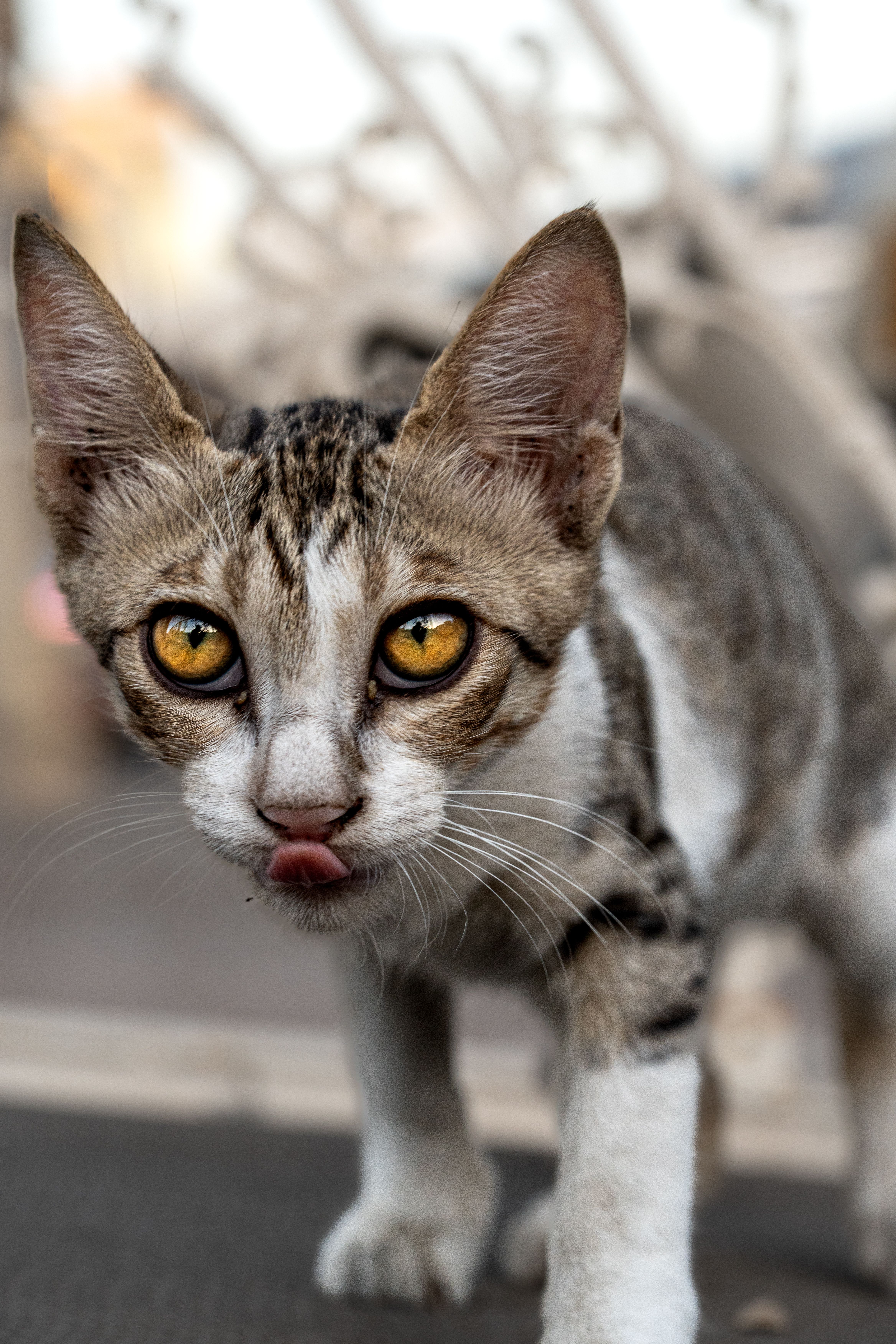 Close-up of a Curious Cat in Muscat, Oman · Free Stock Photo