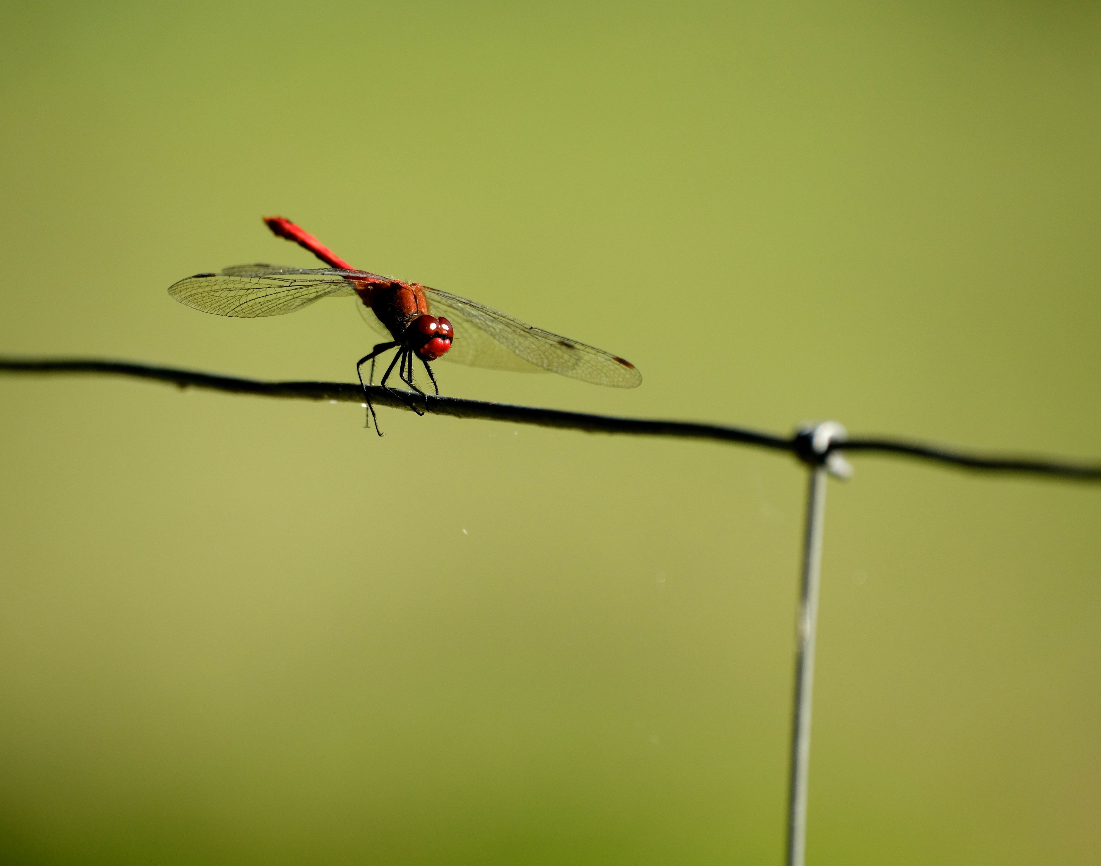 Cut Red Wire Photos, Download The BEST Free Cut Red Wire Stock Photos ...