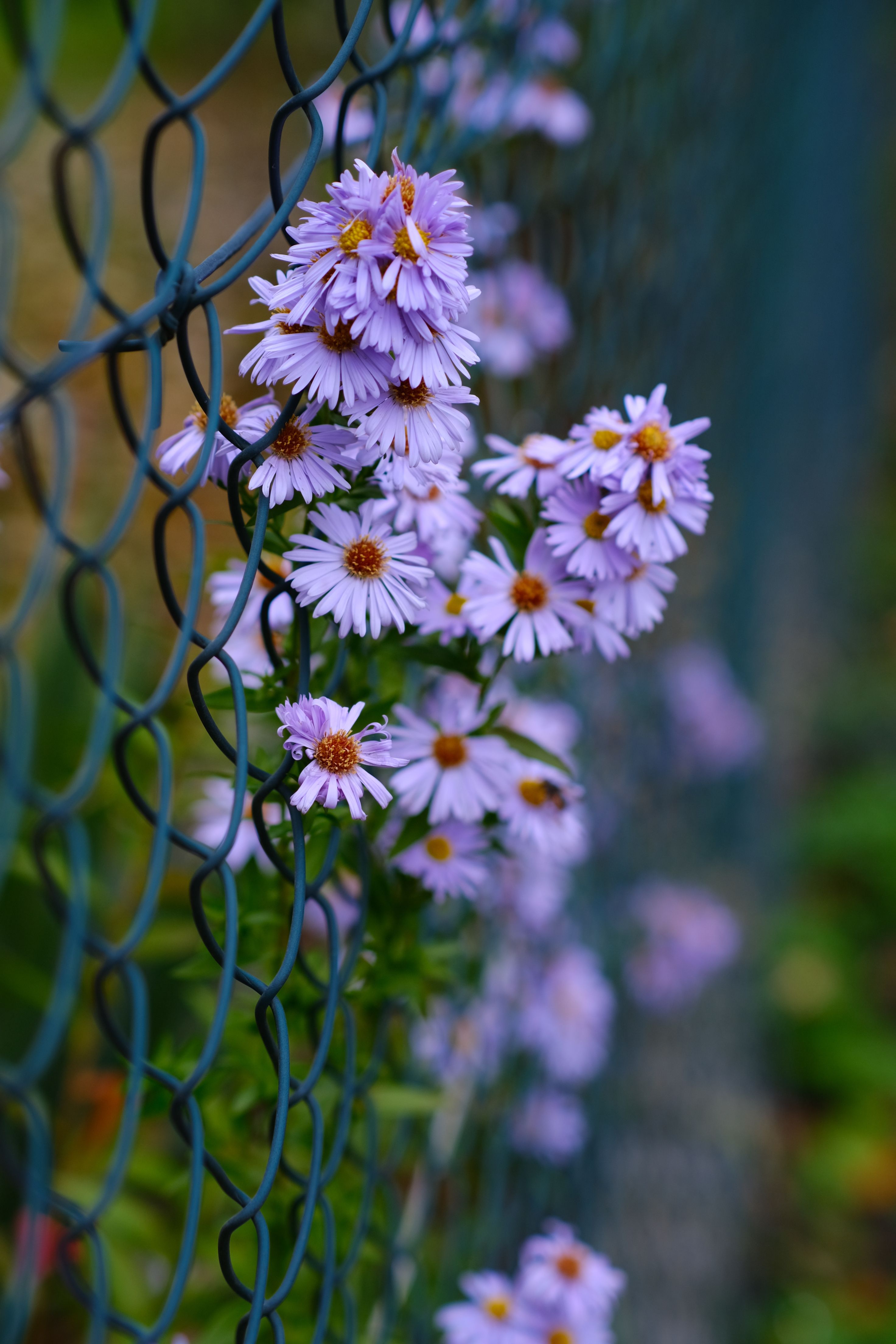 Violet Daisies Blooming Through Fence · Free Stock Photo