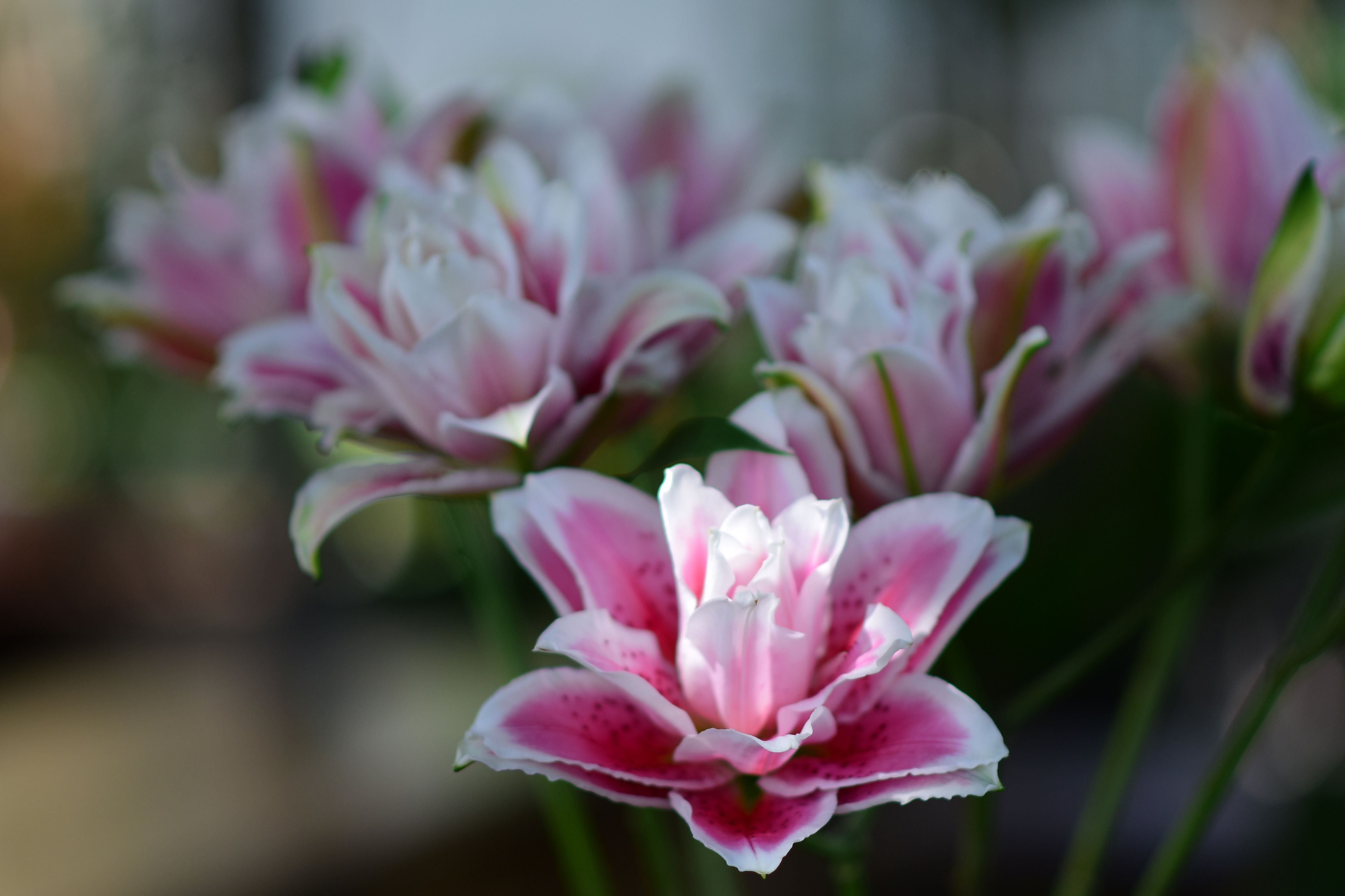 Close-Up of Pink Double Oriental Lilies in Bloom · Free Stock Photo