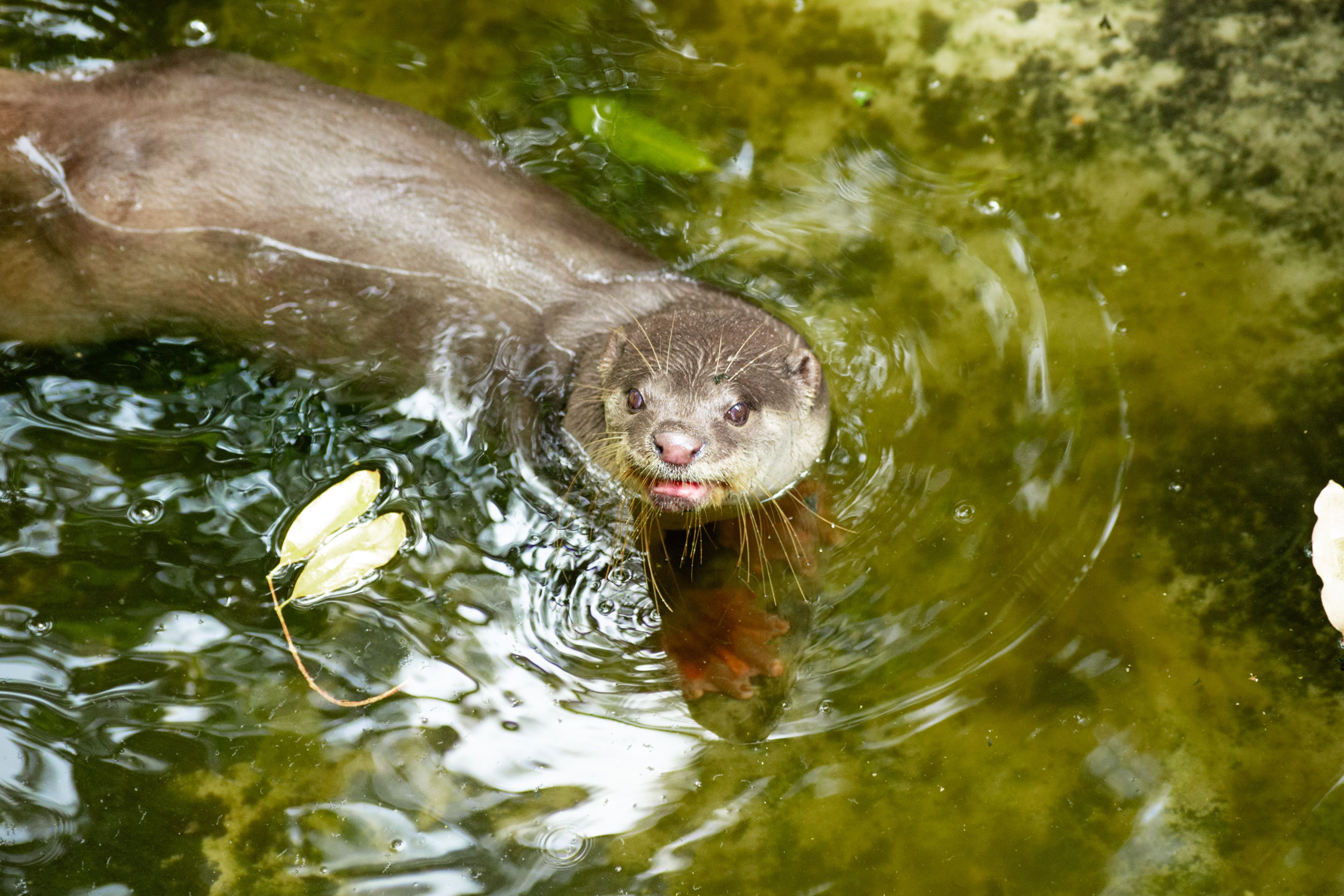 Close-up of Otter Swimming in Natural Habitat · Free Stock Photo