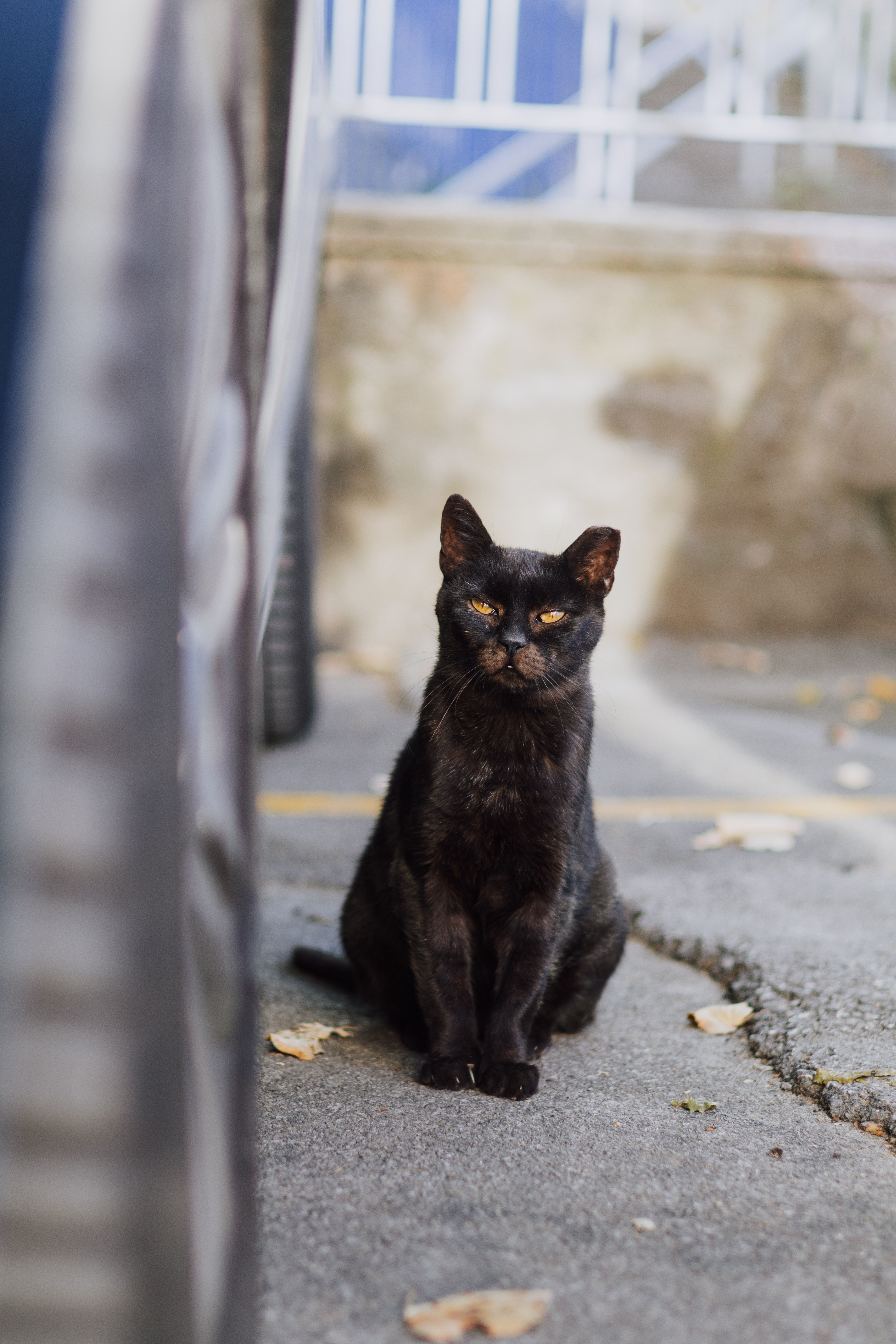 Black Cat Sitting Outdoors in Belgrade · Free Stock Photo