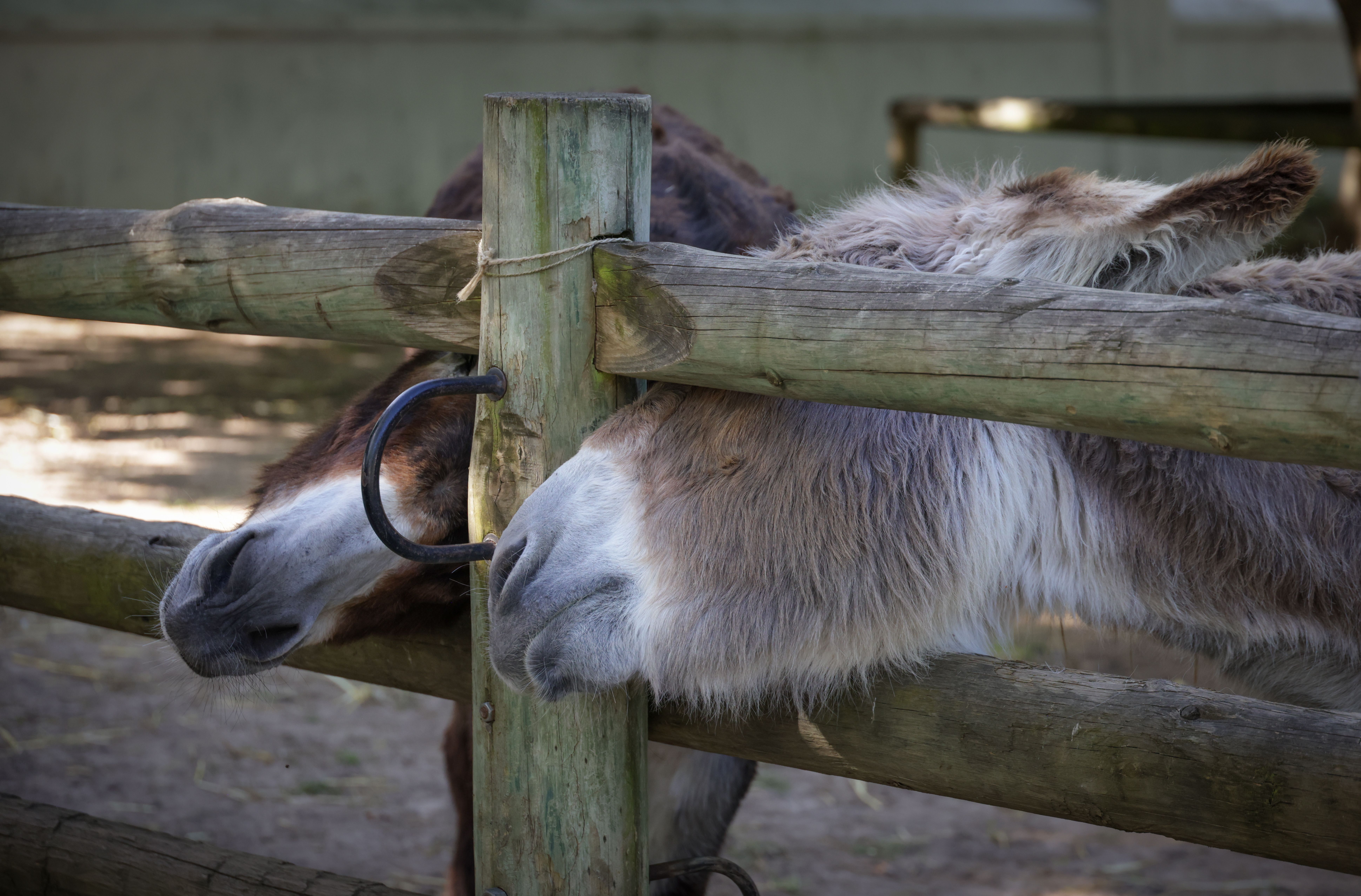 Barnyard Fence Photos, Download The BEST Free Barnyard Fence Stock ...