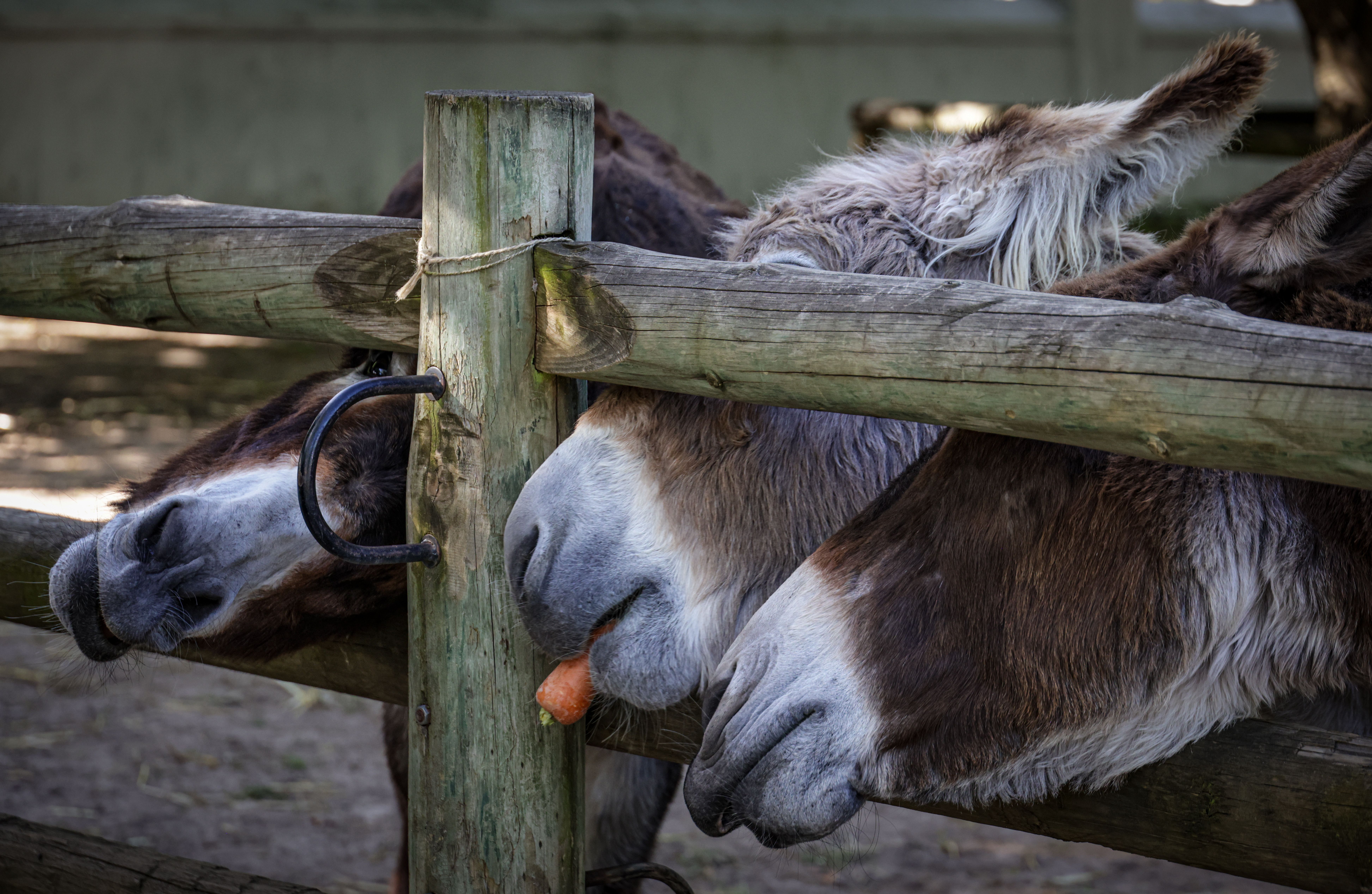 Three Donkeys Eating Carrot at a Farm Fence · Free Stock Photo