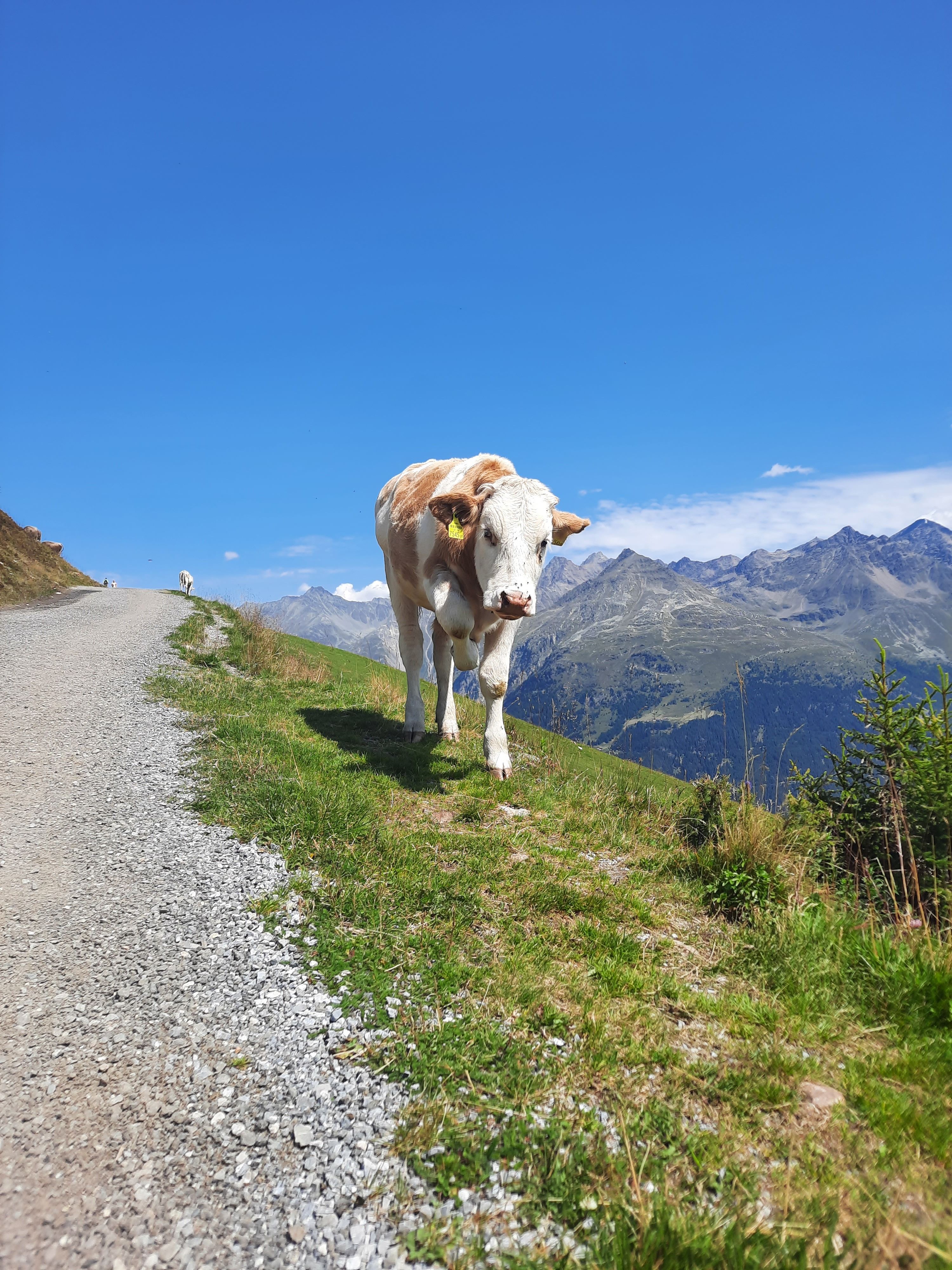 Cow Grazing on a Mountain Path with Scenic Views · Free Stock Photo