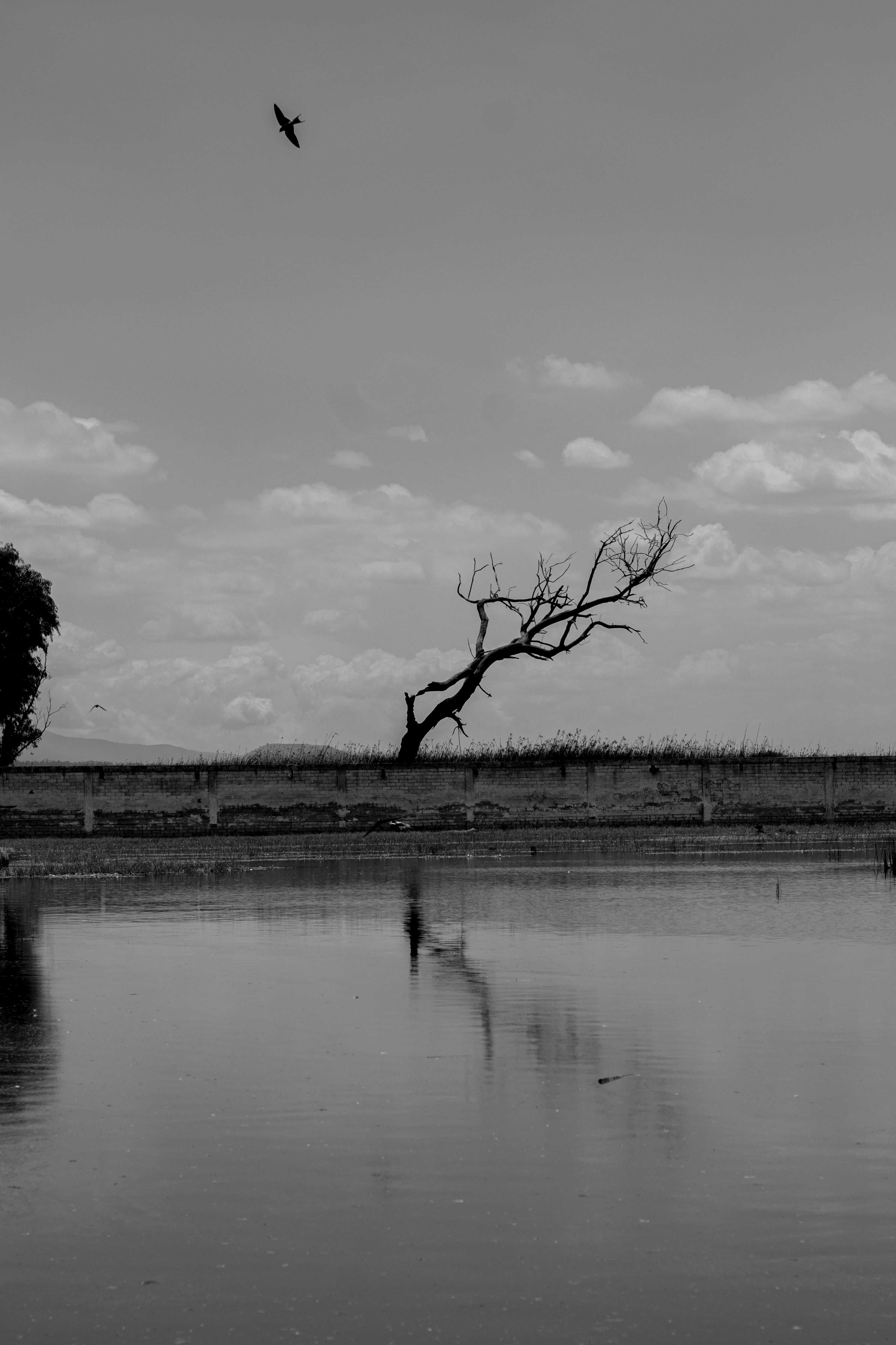 Gray Scale Photo of Trees · Free Stock Photo