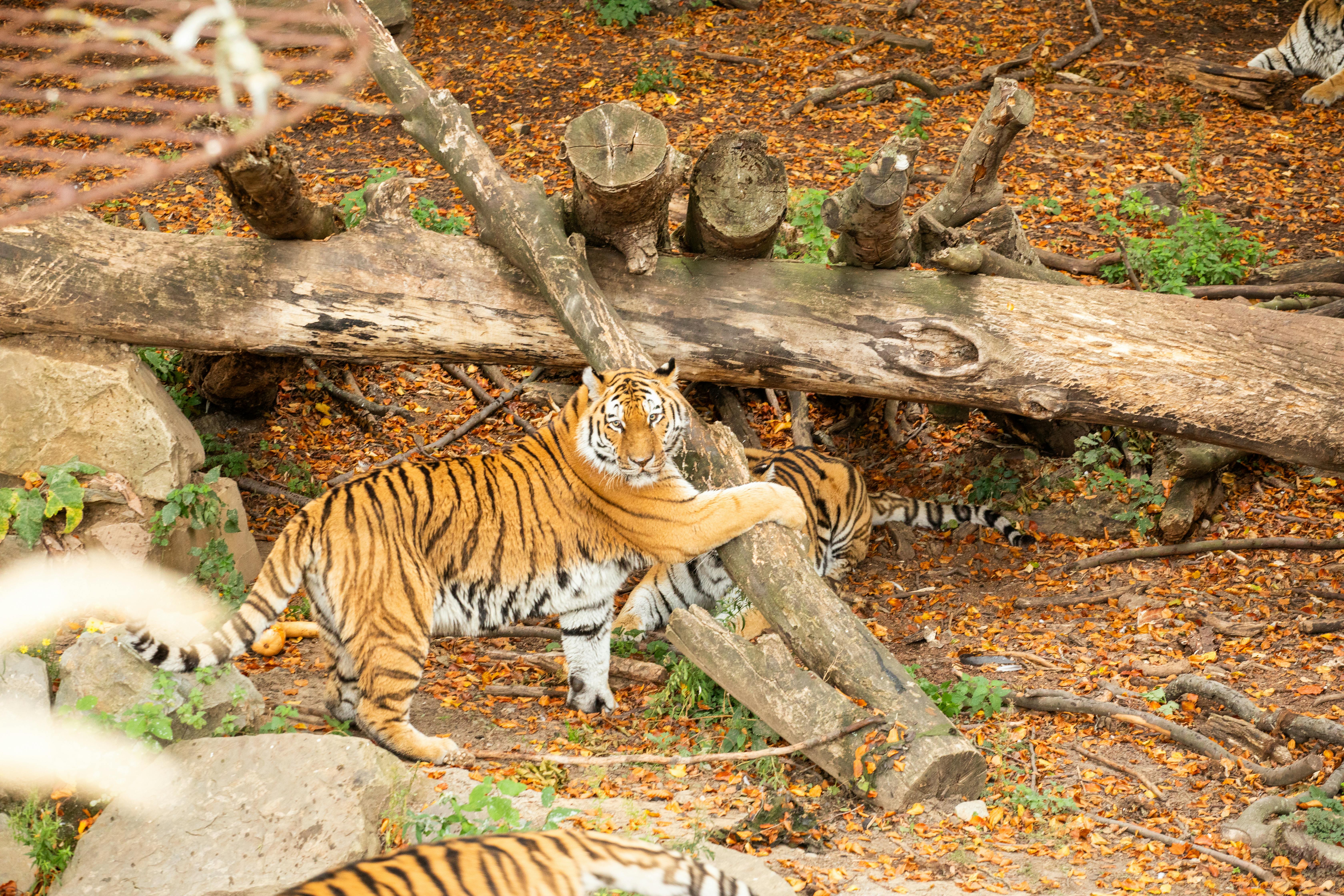 Angry Tiger Photos, Download The BEST Free Angry Tiger Stock Photos ...