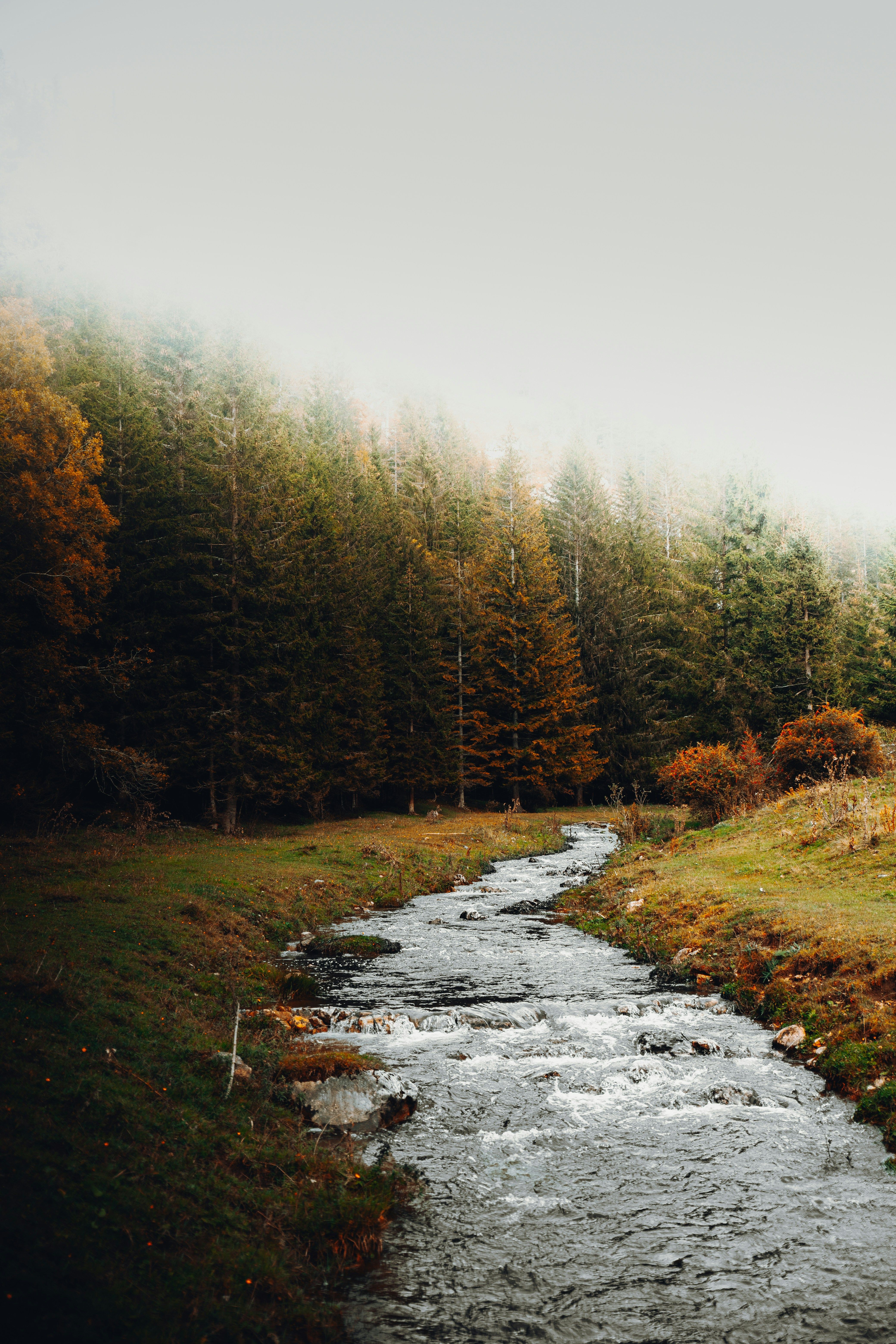 Serene Foggy Forest Stream in Austria · Free Stock Photo