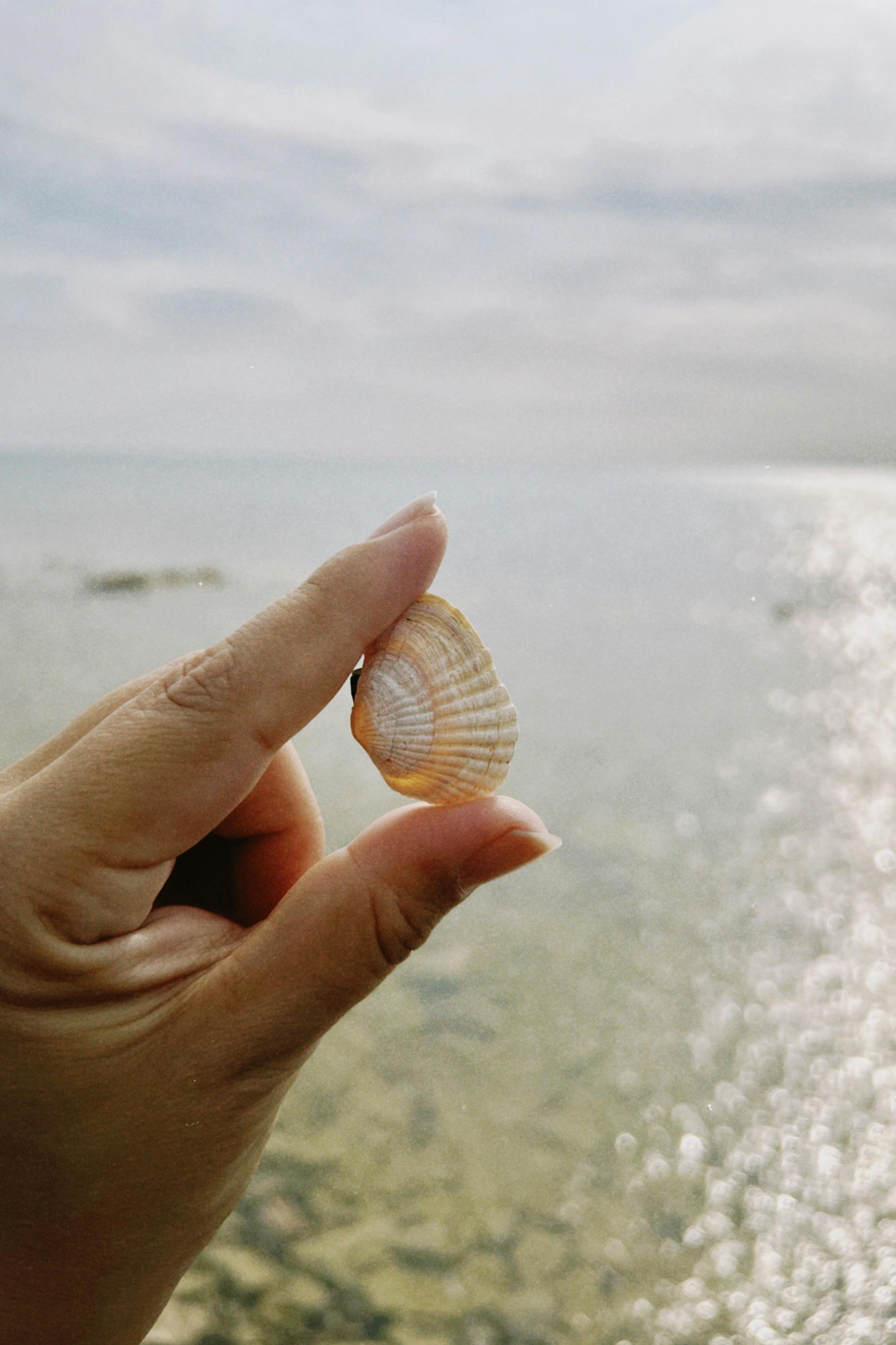 Seashell Photos, Download The BEST Free Seashell Stock Photos & HD Images