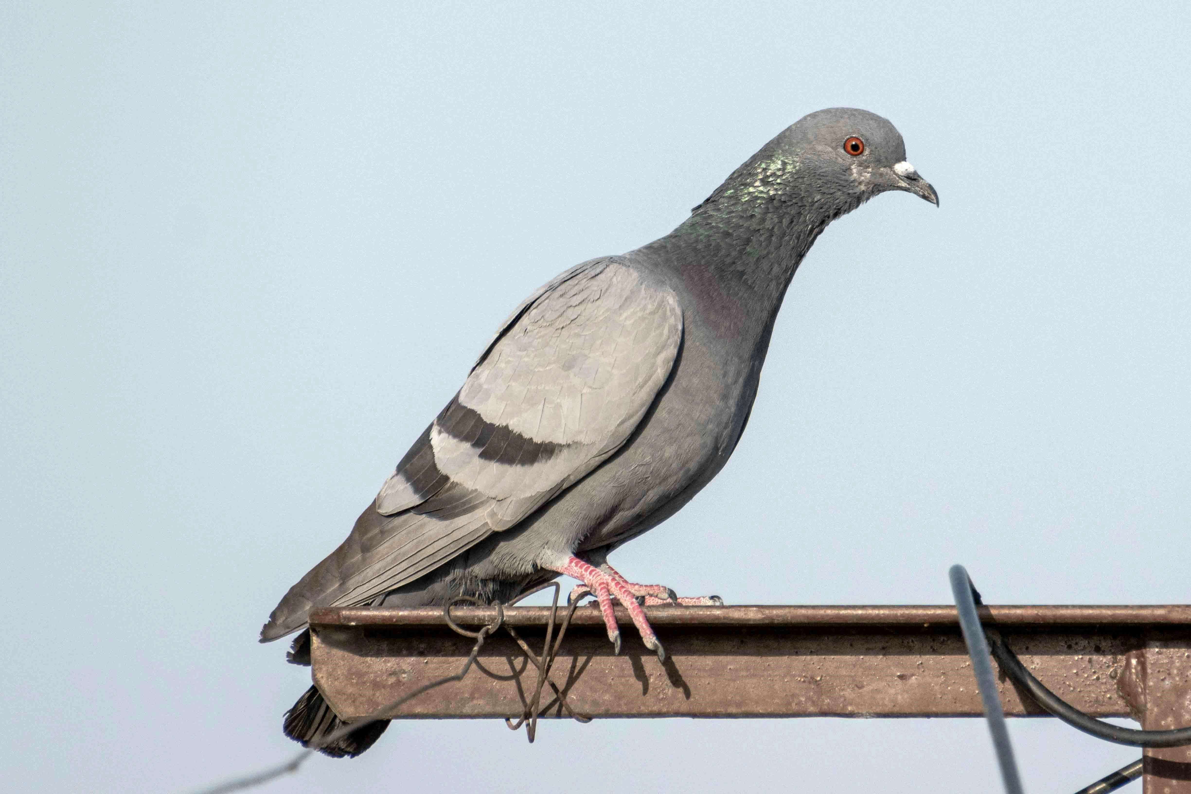 K Pop+Demon+Hunter+Feet Photos, Download The BEST Free K Pop+Demon ...