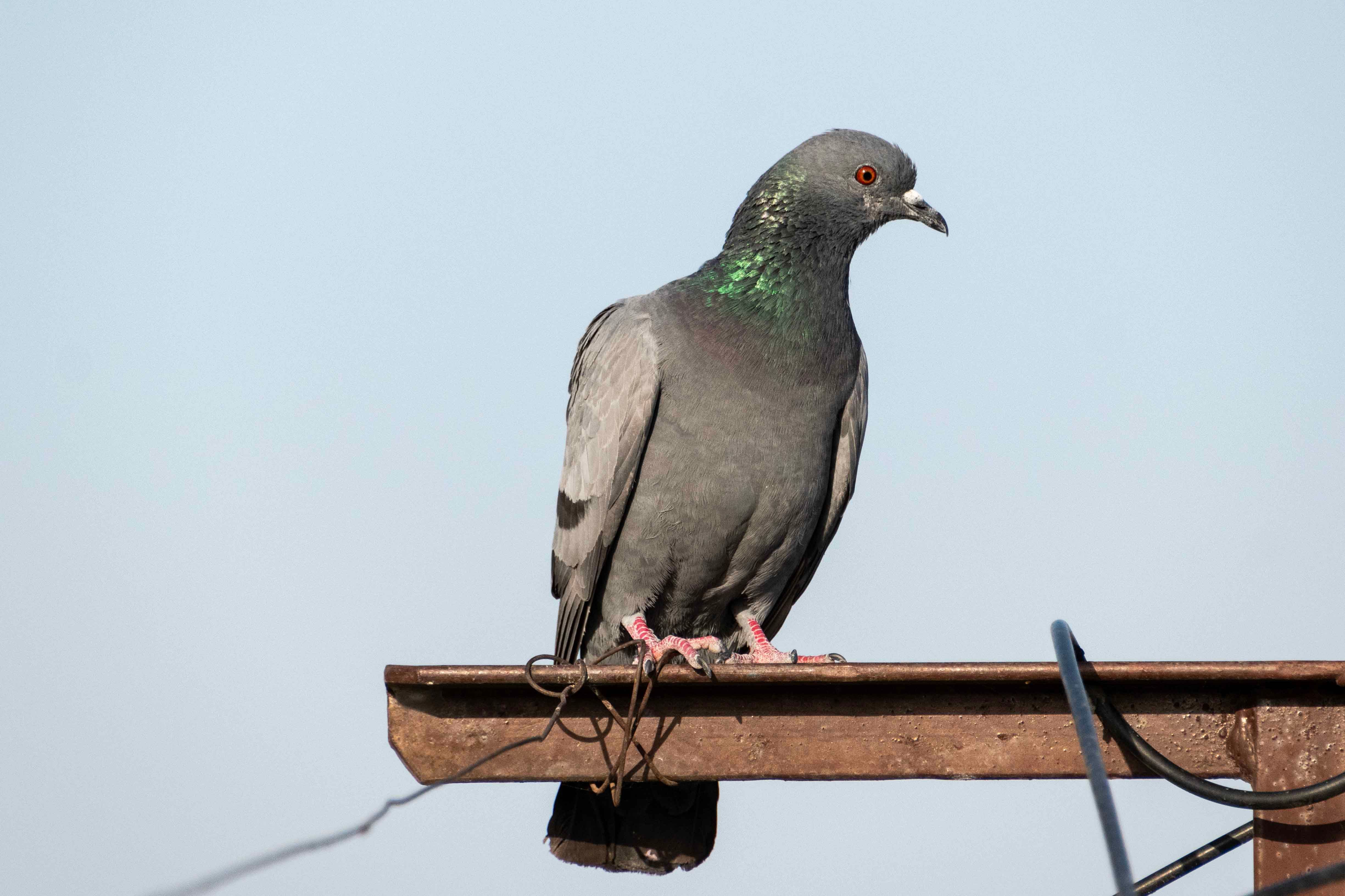 Close-up of a Pigeon Perched on a Metal Beam · Free Stock Photo
