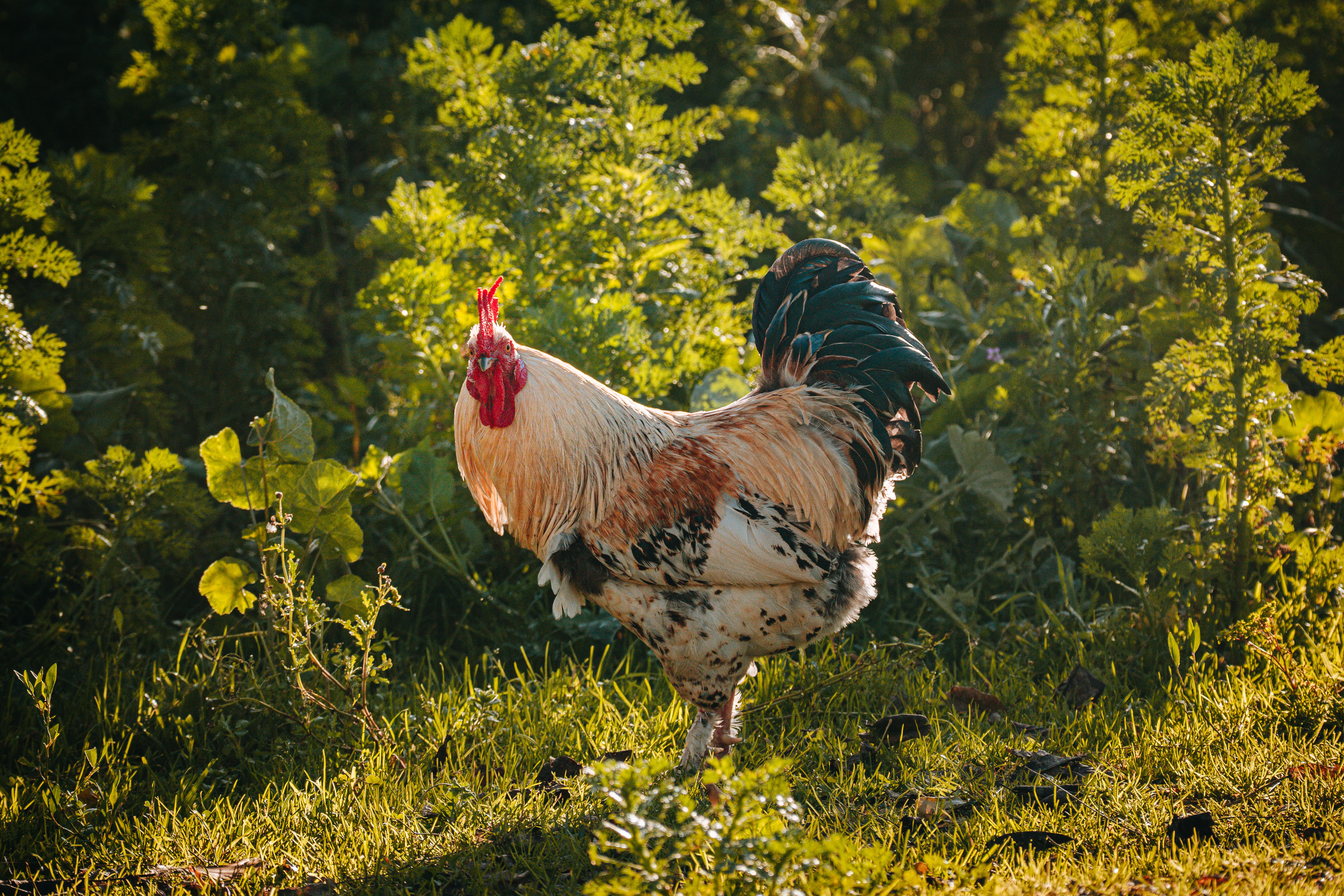 Farm Animal Photos, Download The BEST Free Farm Animal Stock Photos ...